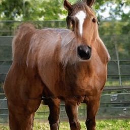 Strong-legged Workhorse | Scrolller