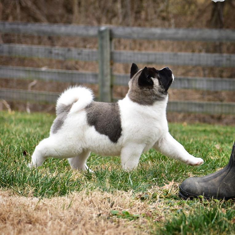 struttin’ | Scrolller