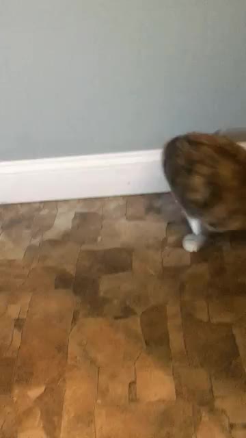 Stuck at the loading screen | Scrolller