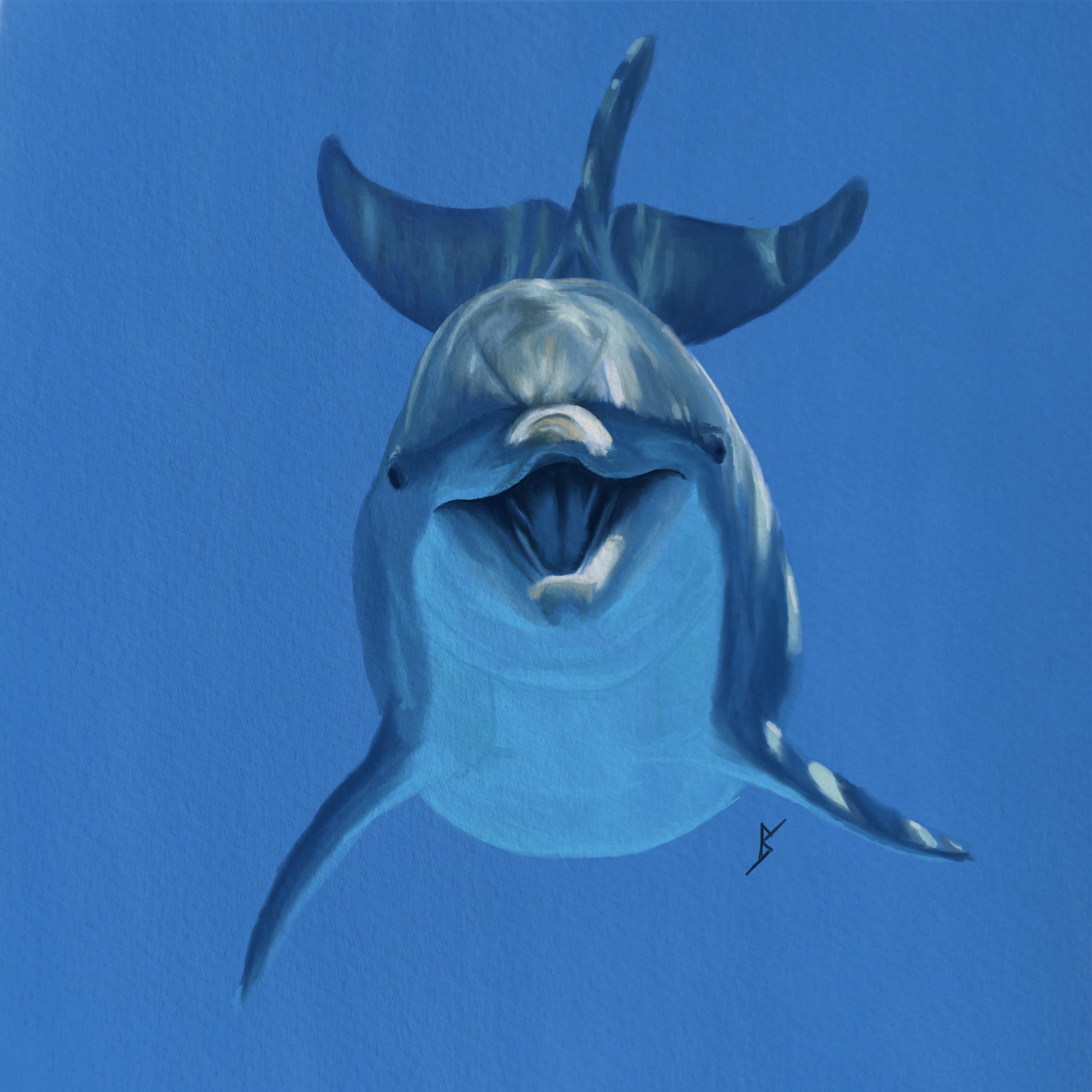 Study of a dolphin | Scrolller
