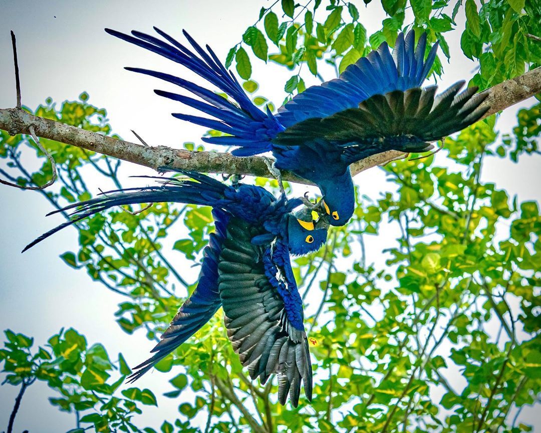Stunning pair of Hyacinth Macaws. | Scrolller