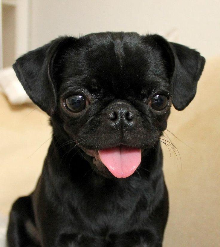 Such a cute little pupper | Scrolller