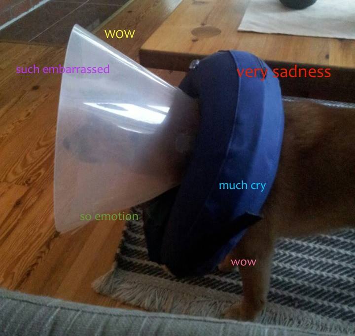 such cone of shame wow | Scrolller