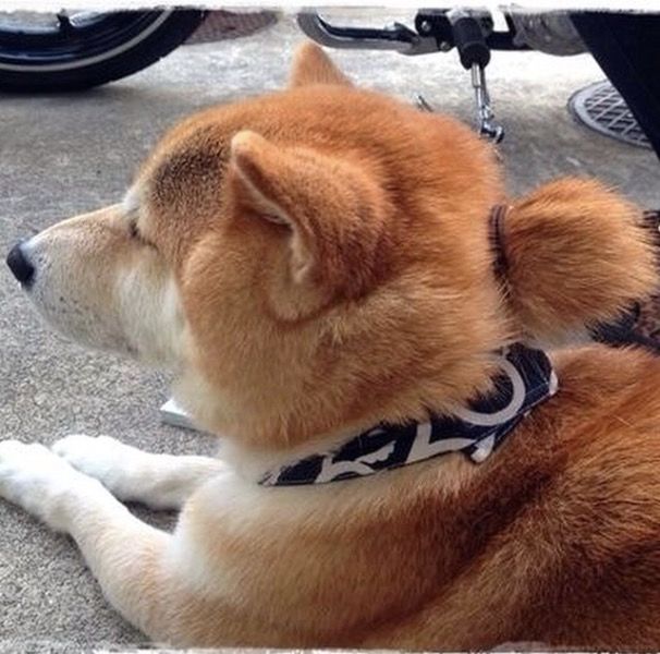 Such Man Bun. Very Hipster. | Scrolller