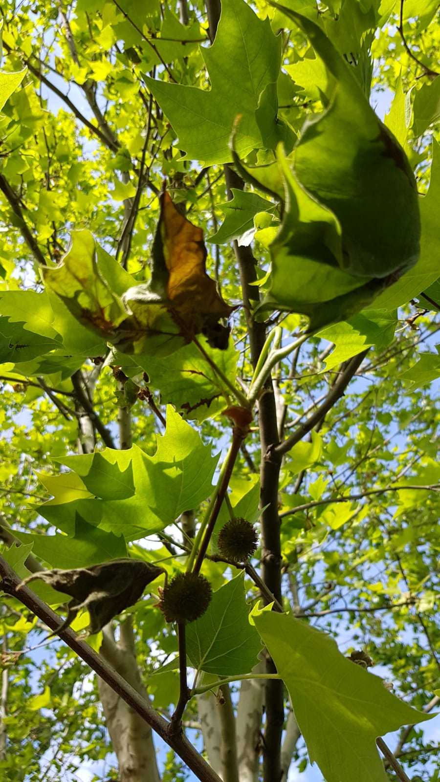 Sudden drop in tree health. What could it be? | Scrolller