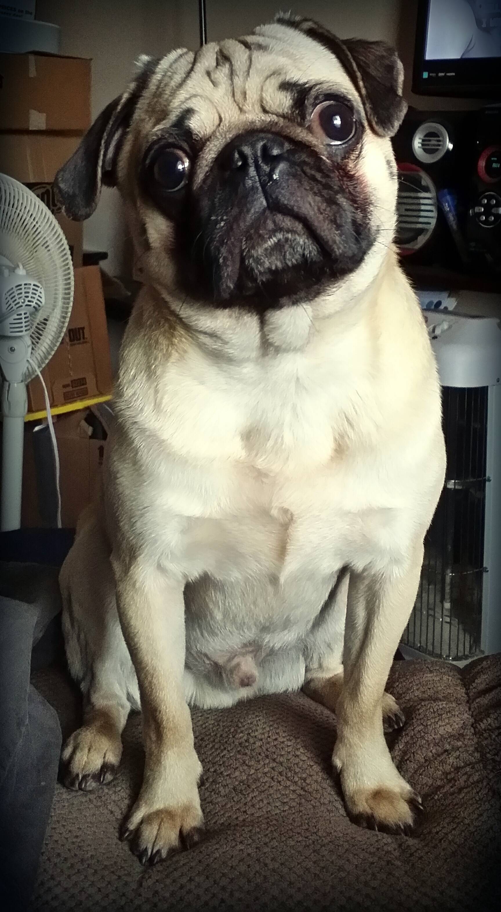 Sully my pug | Scrolller