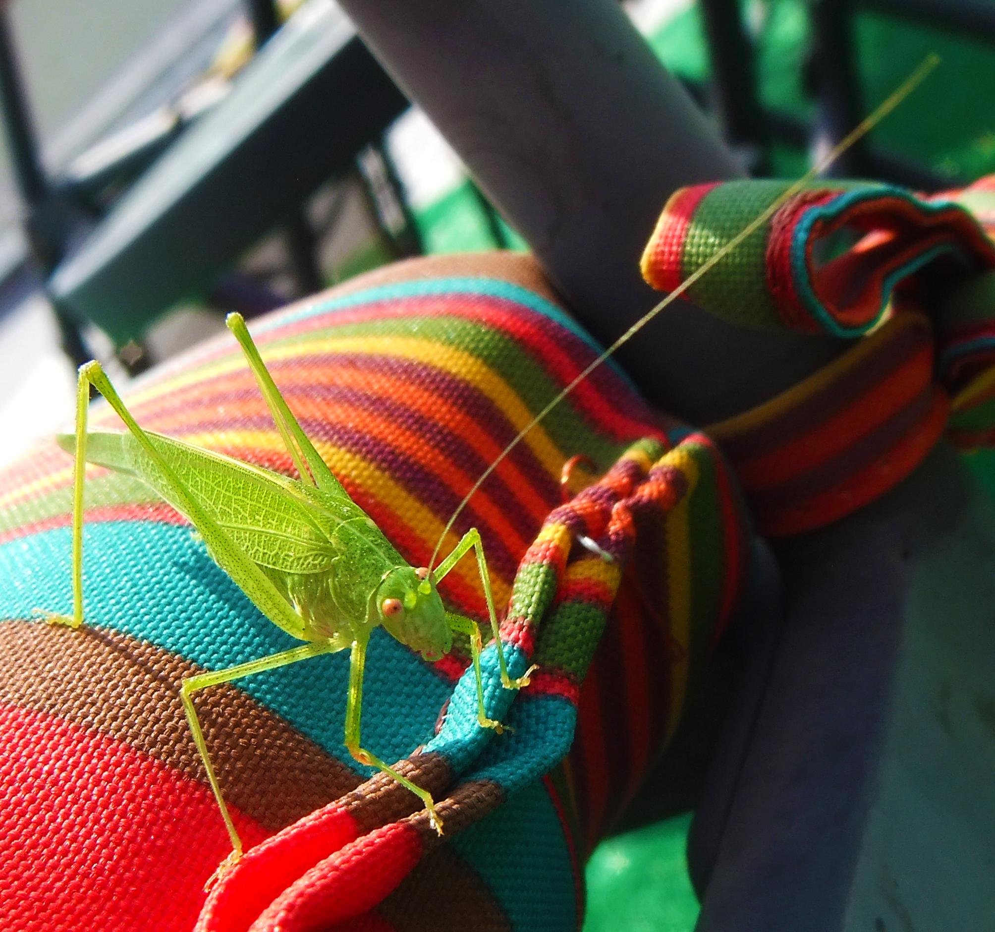 Summertime Grasshopper jumping into Fall [OC] [2008x1880] | Scrolller