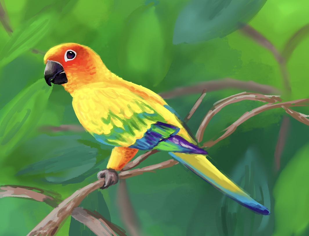 Sun conure | Scrolller