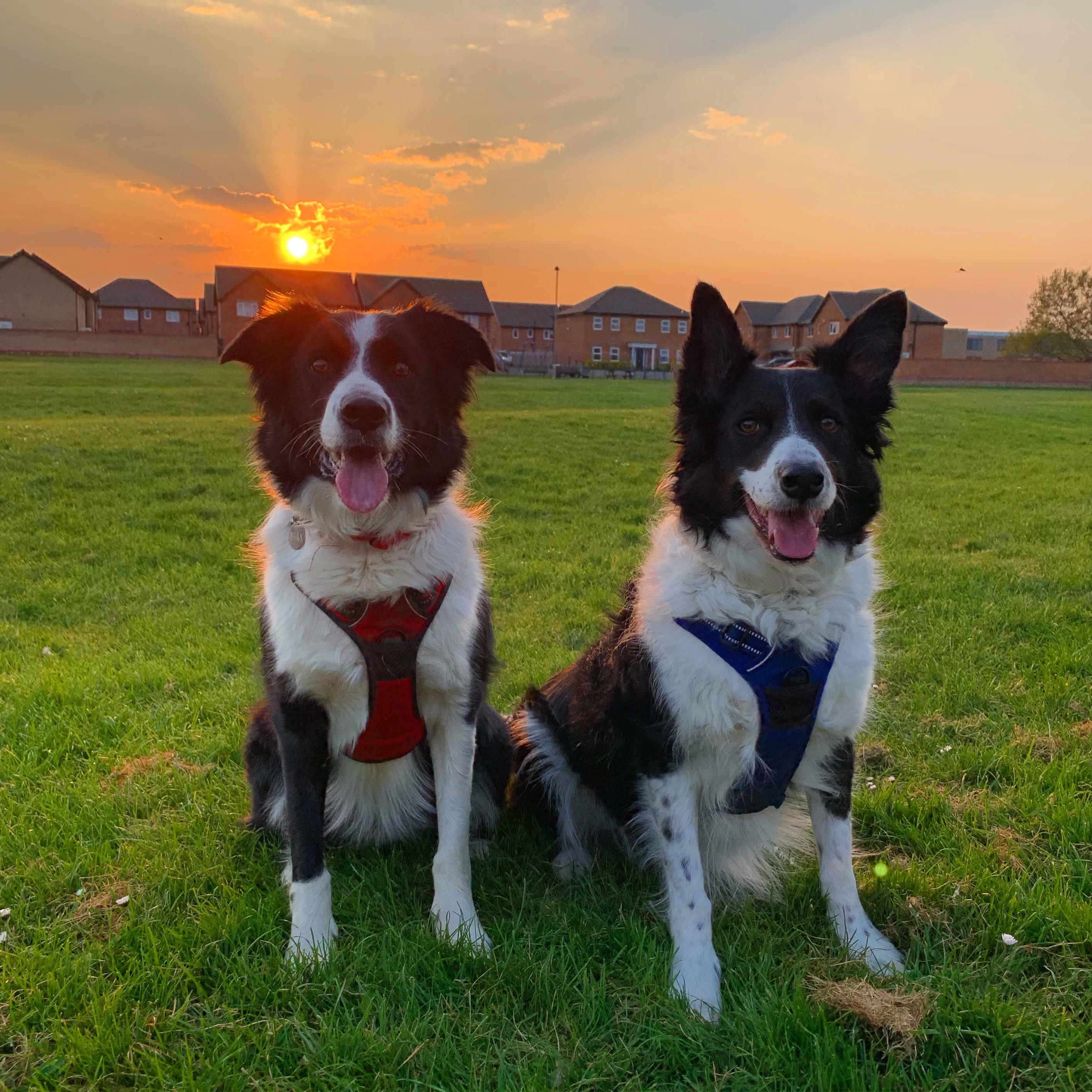 Sun setting with the boys ☀️🐶 | Scrolller