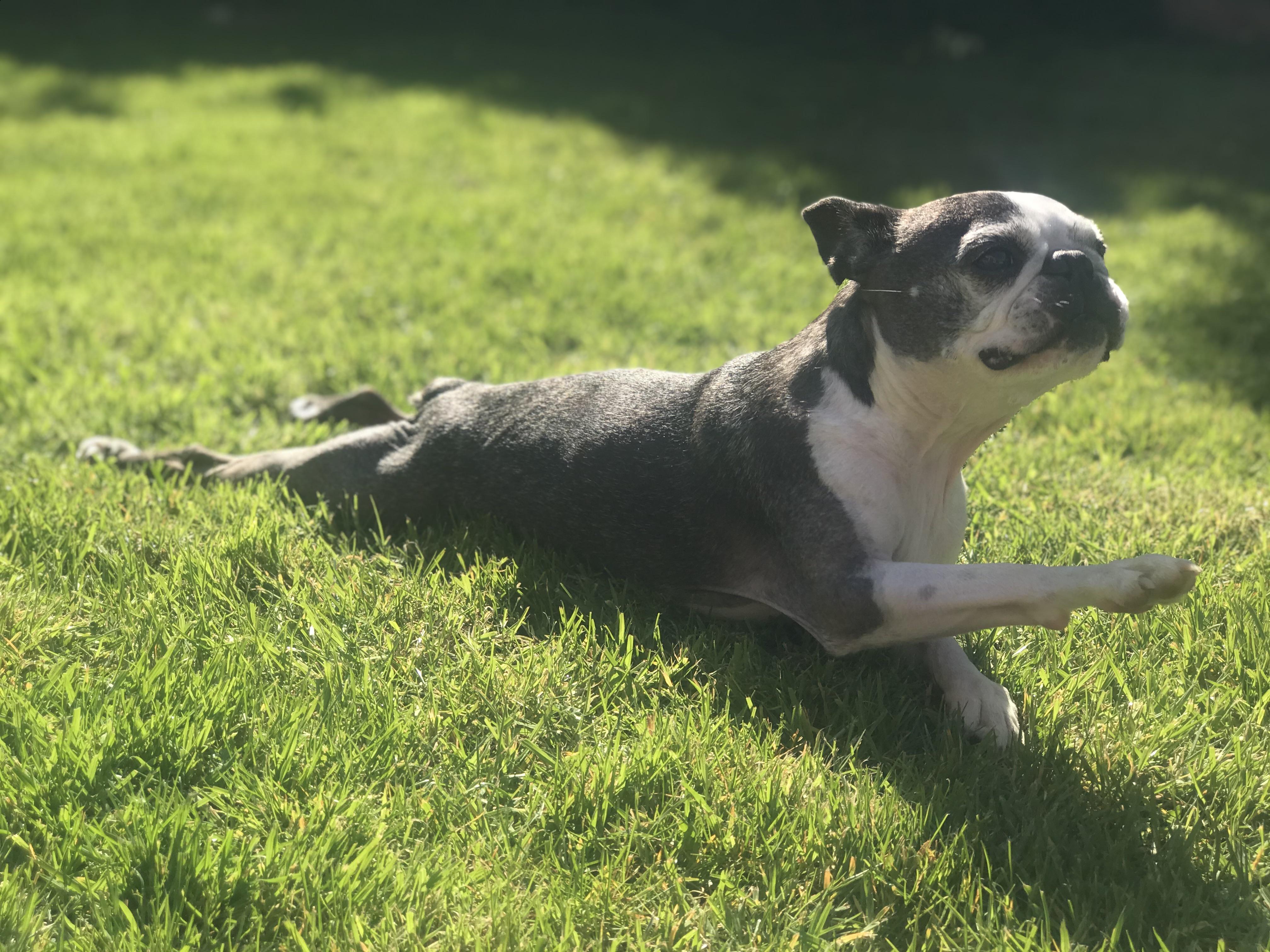 Sunbather and worming. He loves the feel of cool grass on his little belly ️ | Scrolller