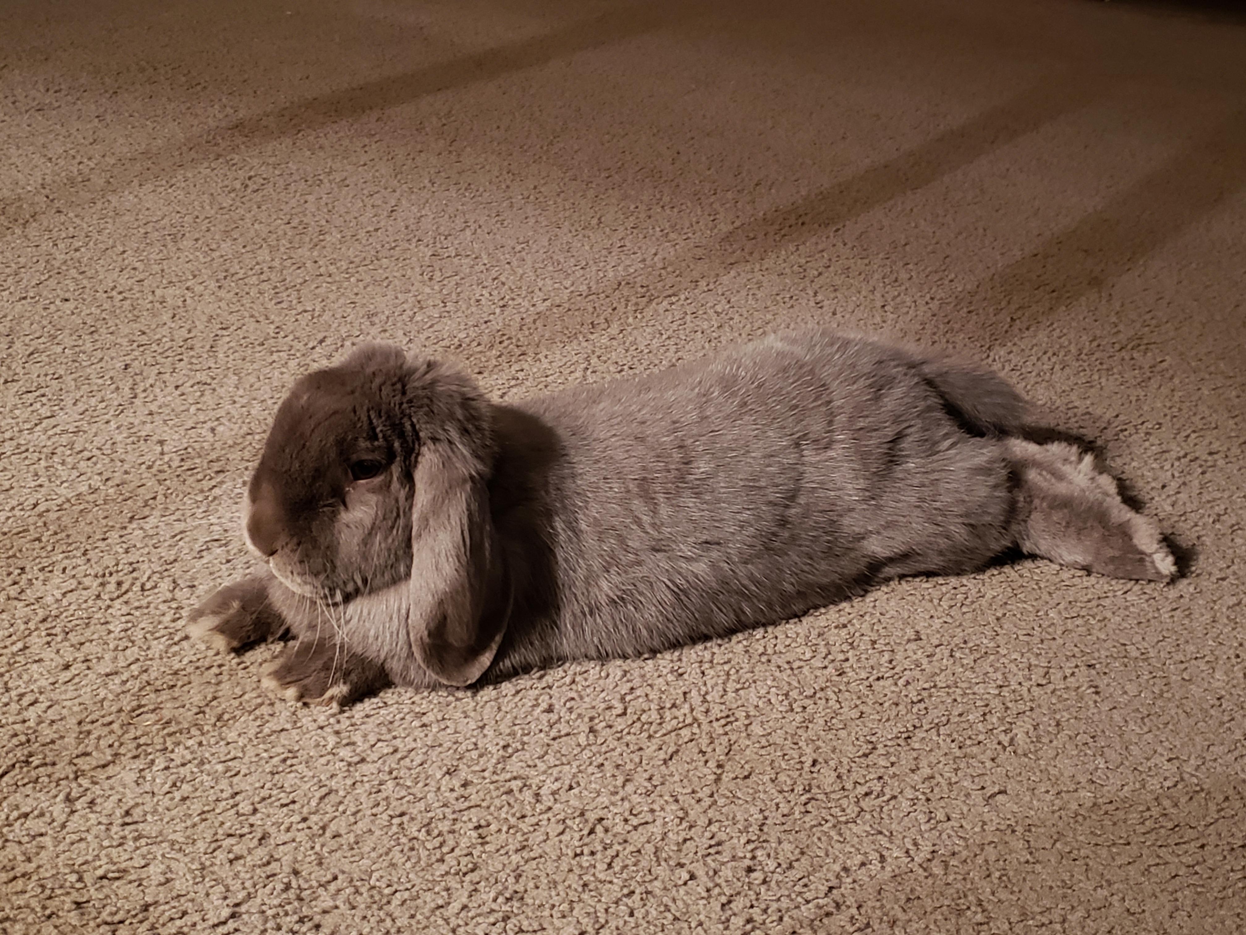 Sunbathing | Scrolller