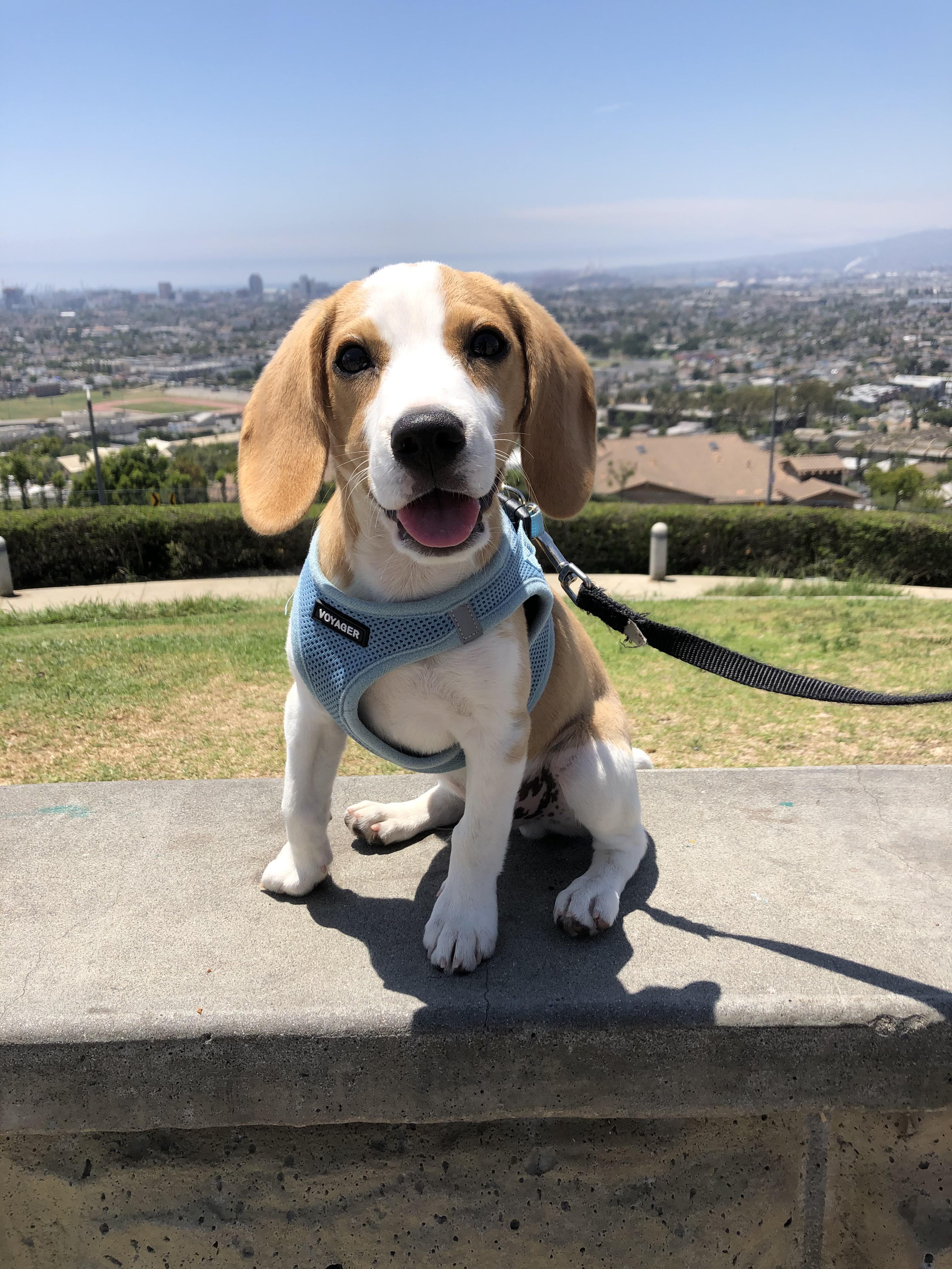 Sundae posing on a hilltop | Scrolller