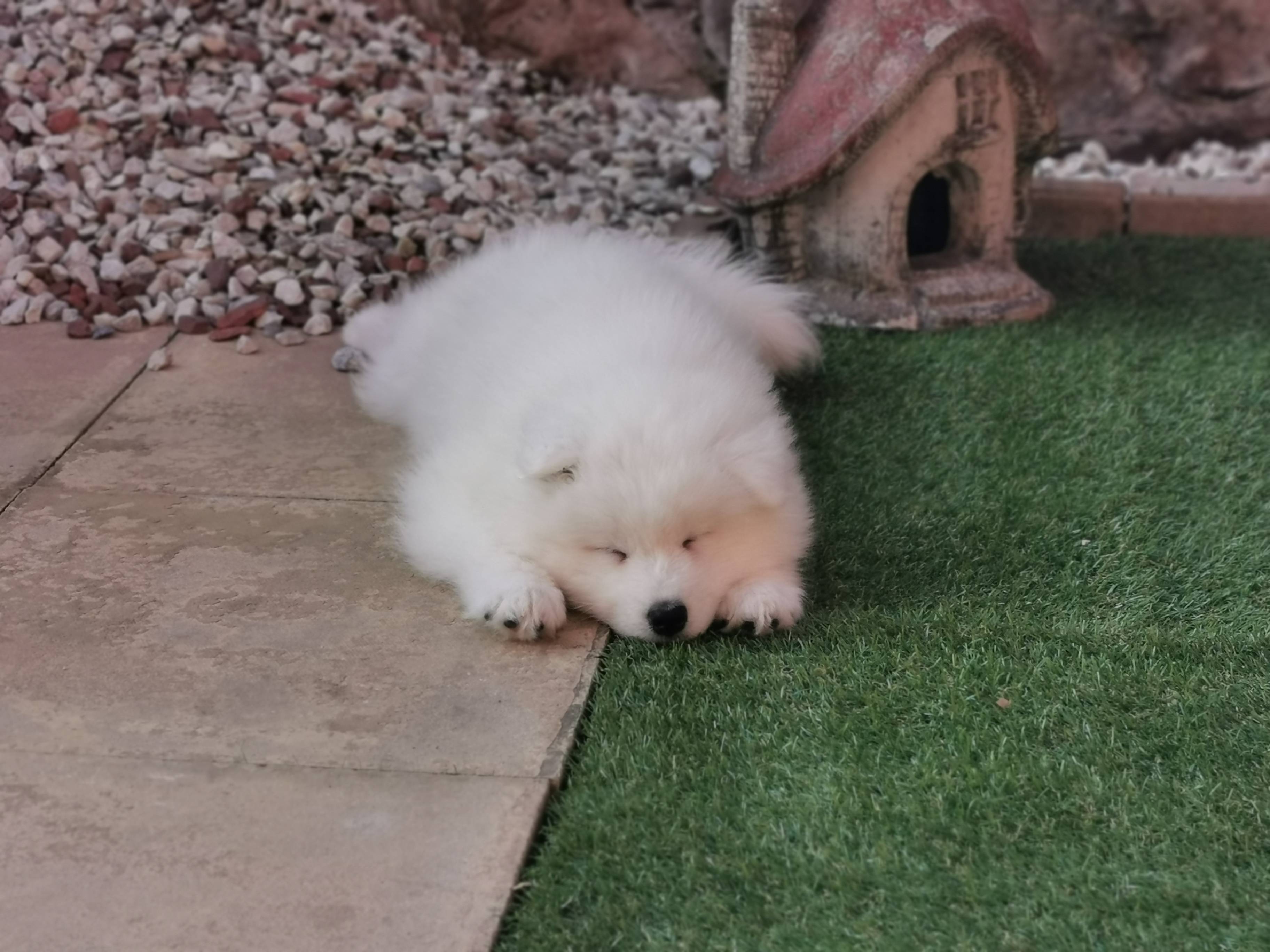 Sunday snoozing | Scrolller