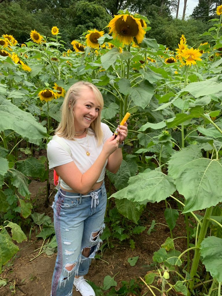 Sunflower | Scrolller