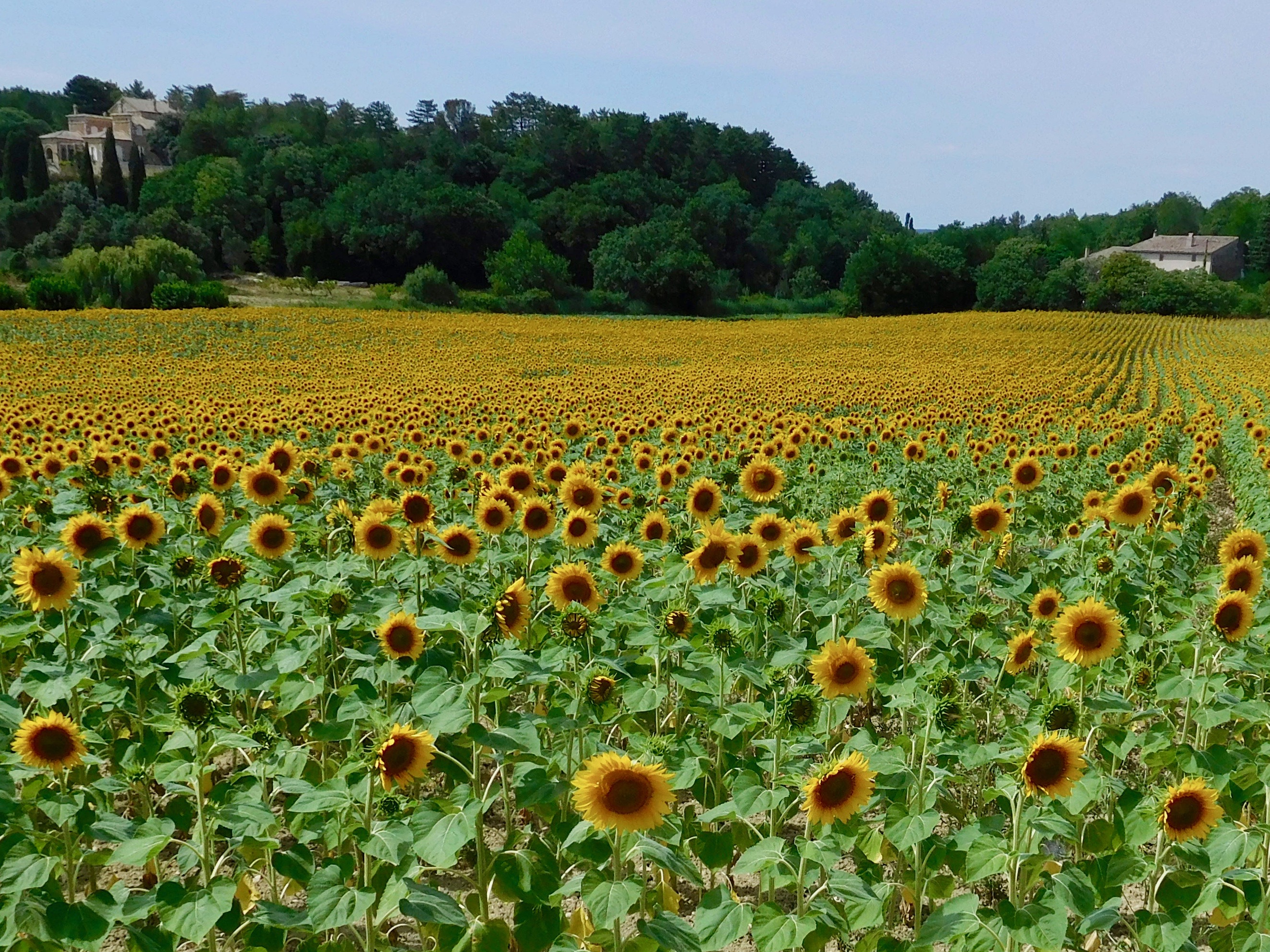 Sunflower Fields | Scrolller