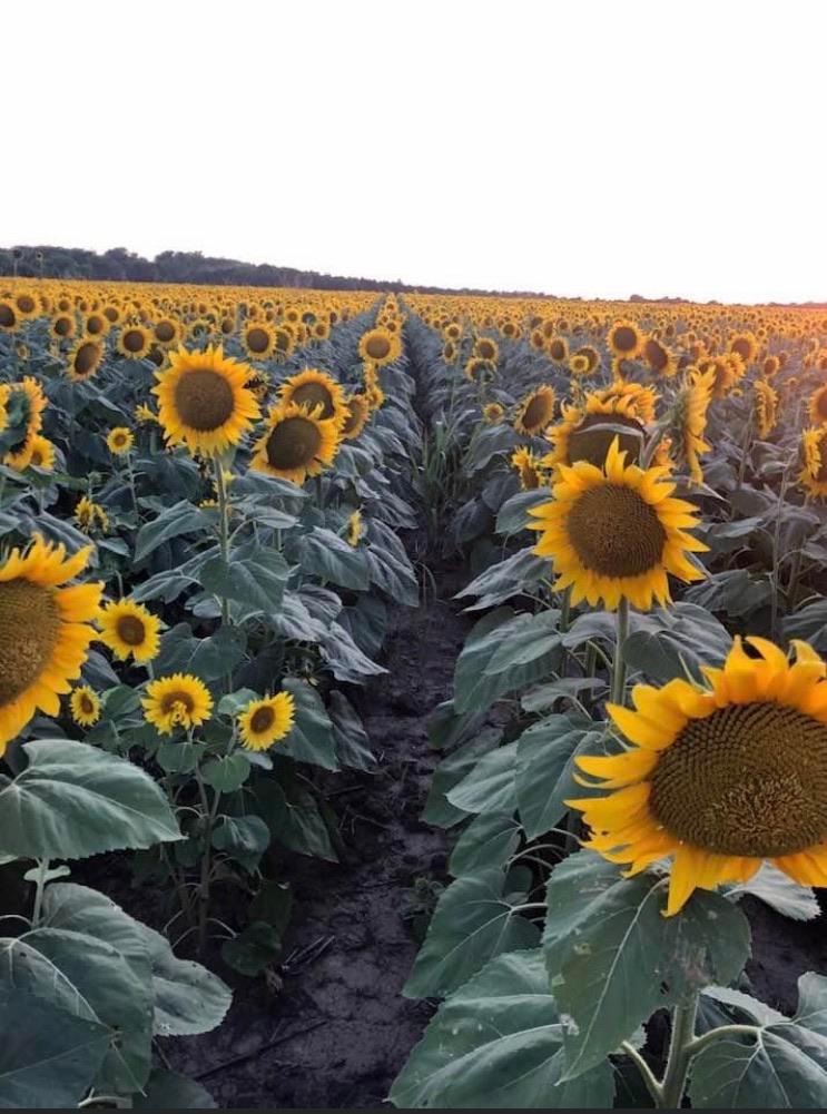 Sunflower Patch located West of Independence yesterday evening. | Scrolller