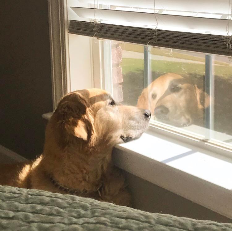 Sunny, contemplating the meaning of life | Scrolller