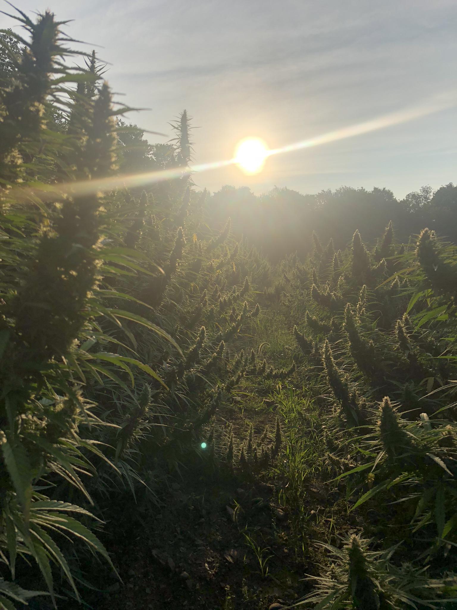 Sunrise in the hemp field | Scrolller