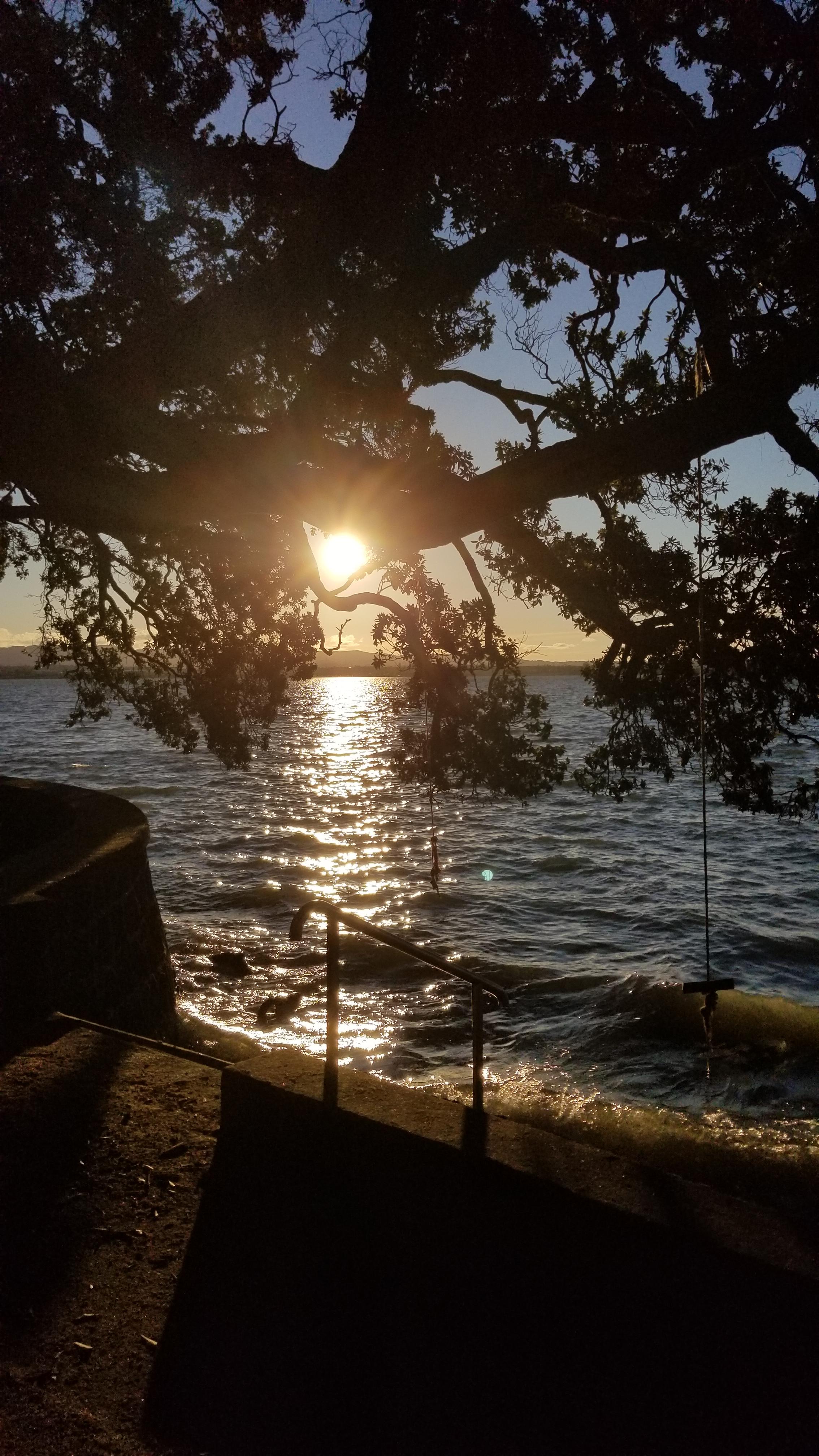 Sunset through a Pohutukawa tree. | Scrolller