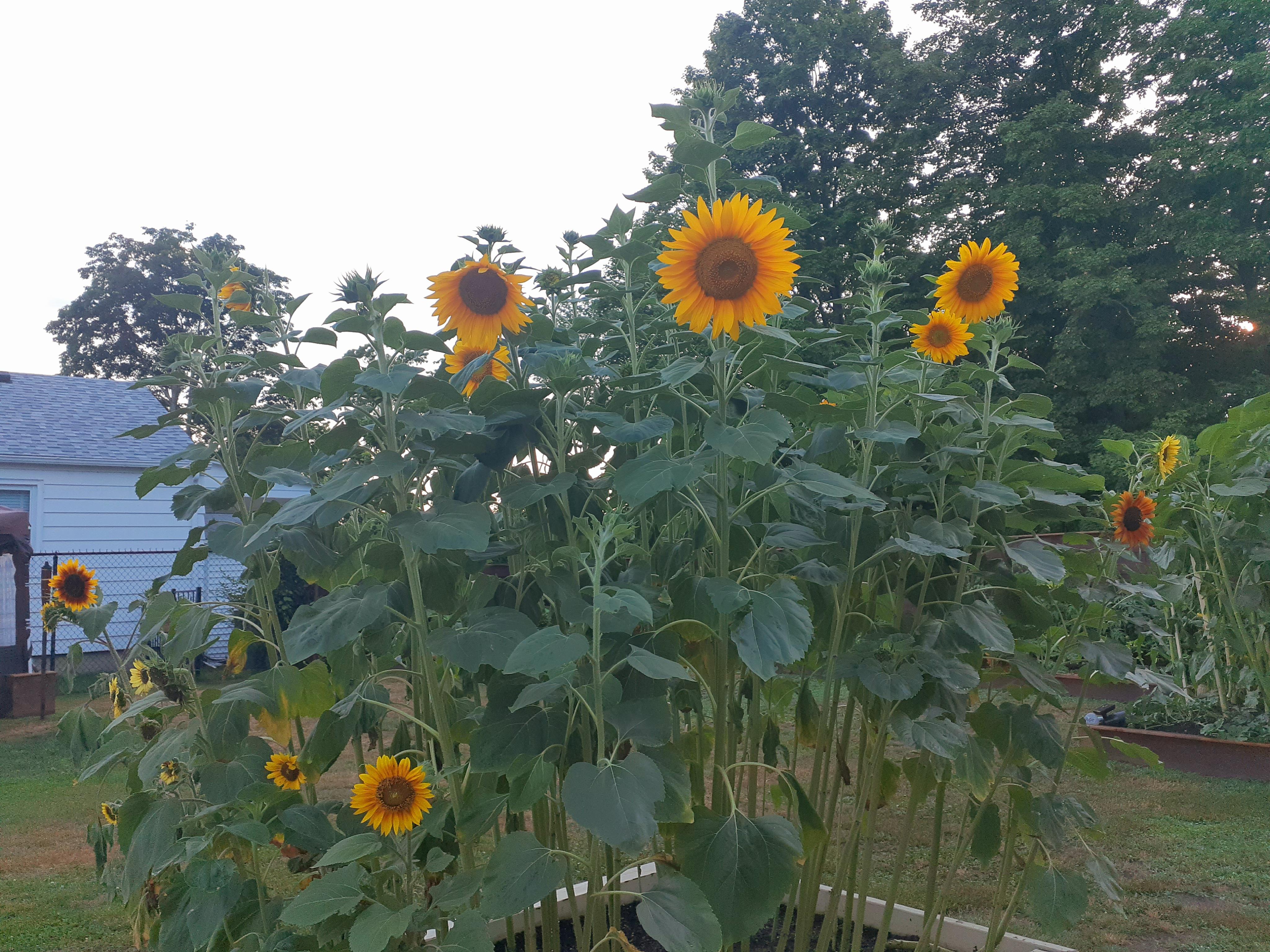 Sunshine on a cloudy day!!🌻 | Scrolller