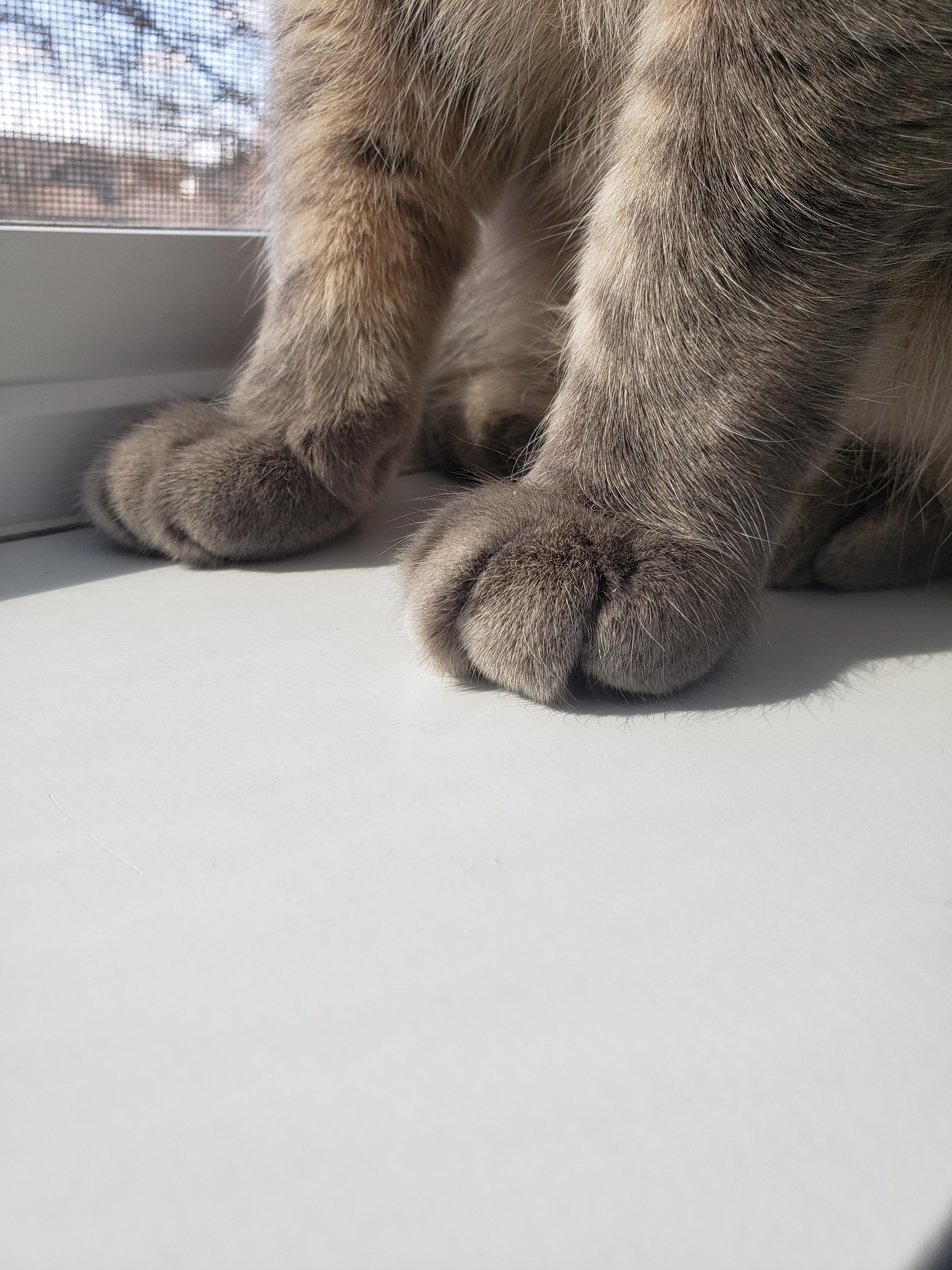 Sunshine Paws | Scrolller