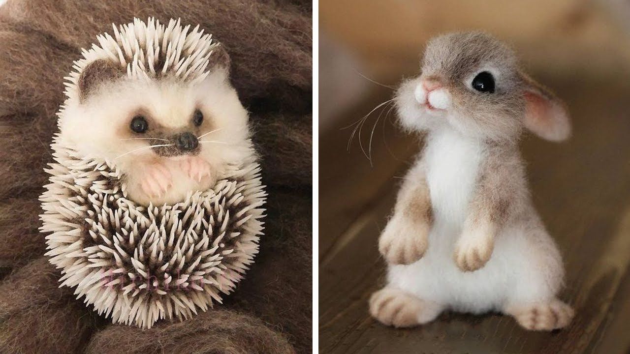 SUPER DUPER CUTE ANIMALS :o | Scrolller
