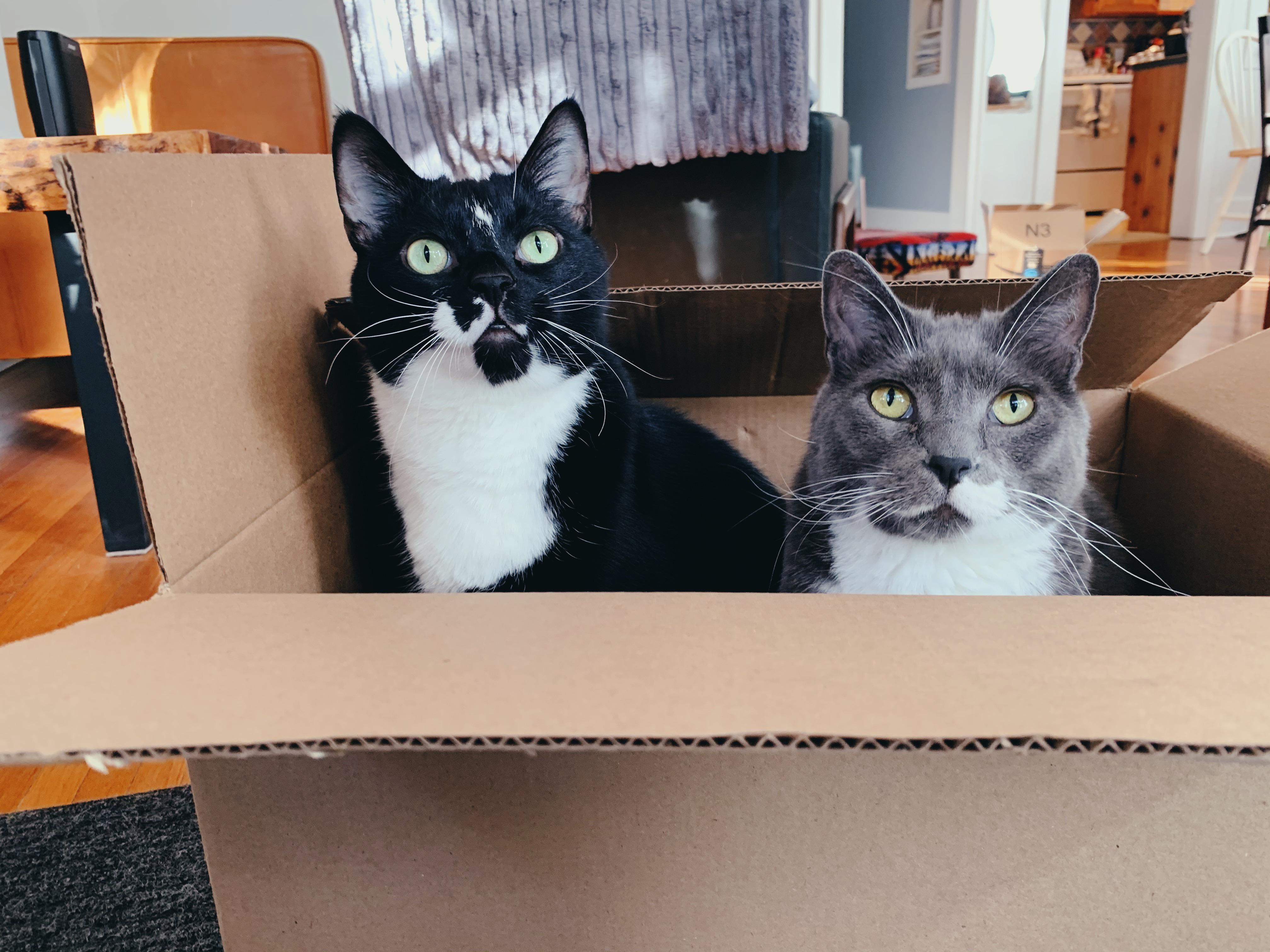 Super effective cat trap catches two bad bois. | Scrolller
