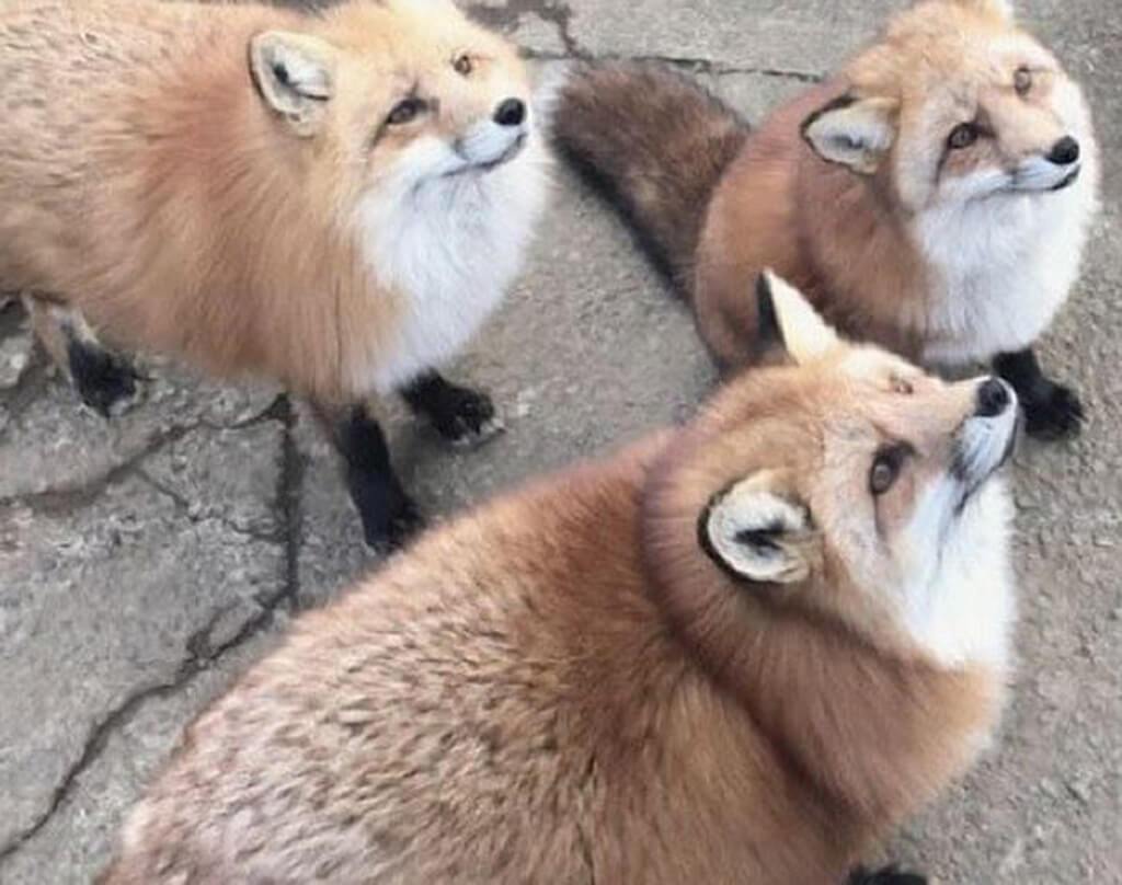 Super Floofy foxes. Seen on MSN. | Scrolller