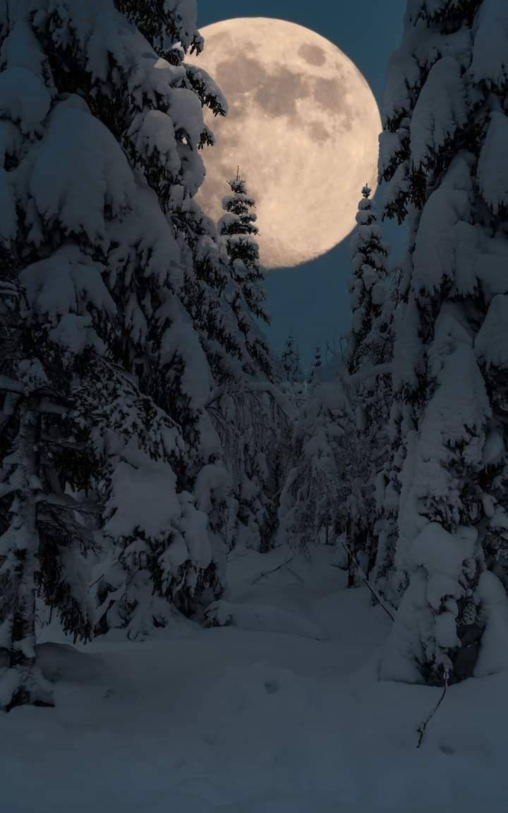Super moon over a snowy forest | Scrolller