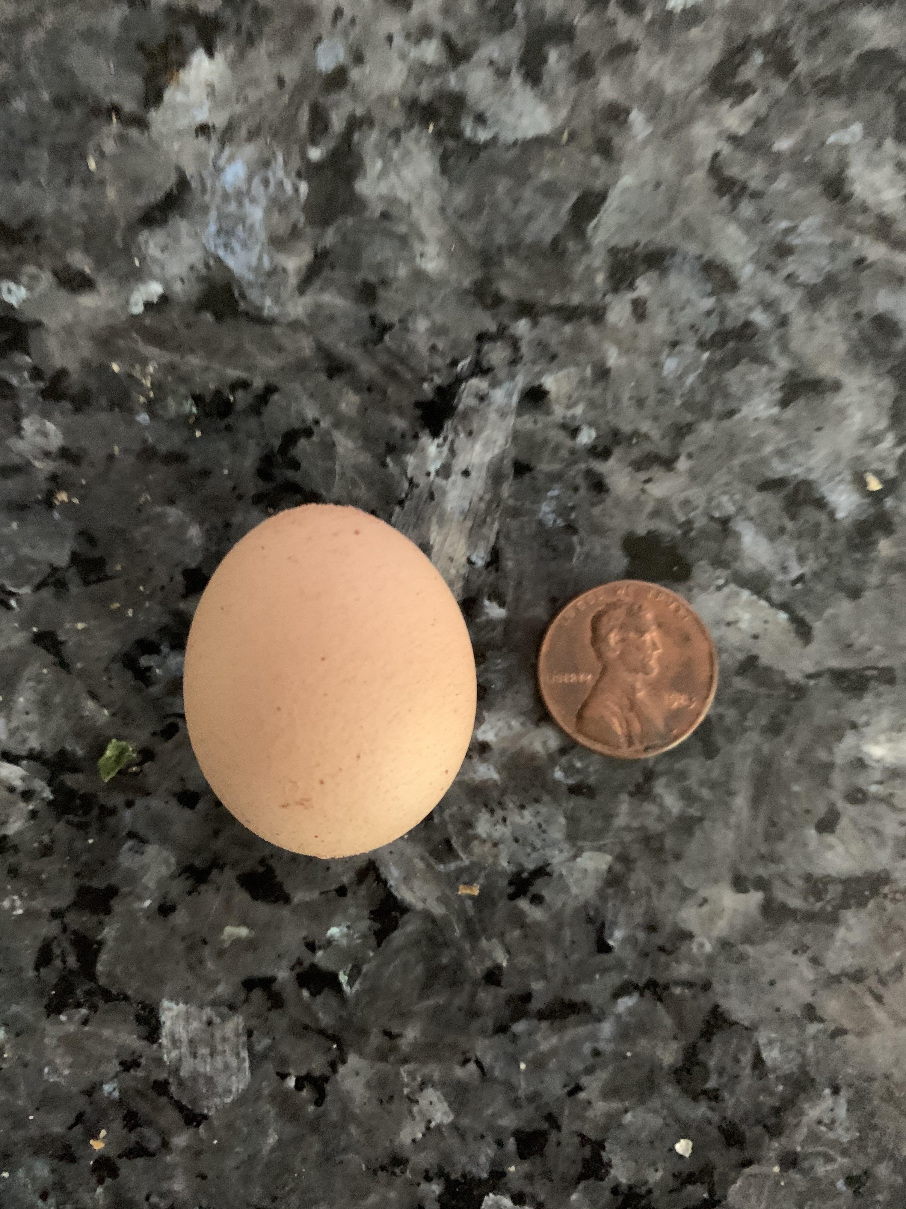 Super tiny egg our chickens laid vs penny | Scrolller