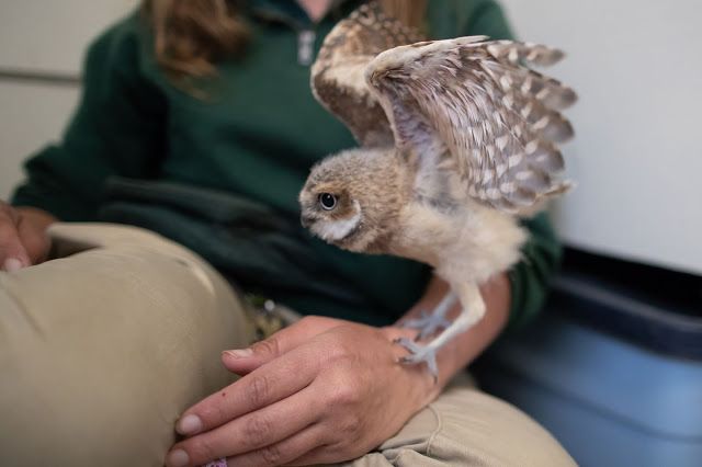 Superb juvenile burrowing owl | Scrolller