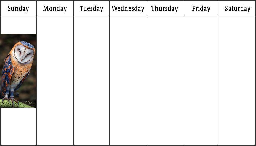 Superb Owl Sunday | Scrolller