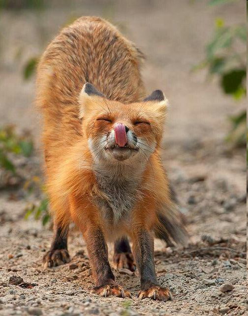 Discover more like Foxes: Supermlem and Related Content | Scrolller