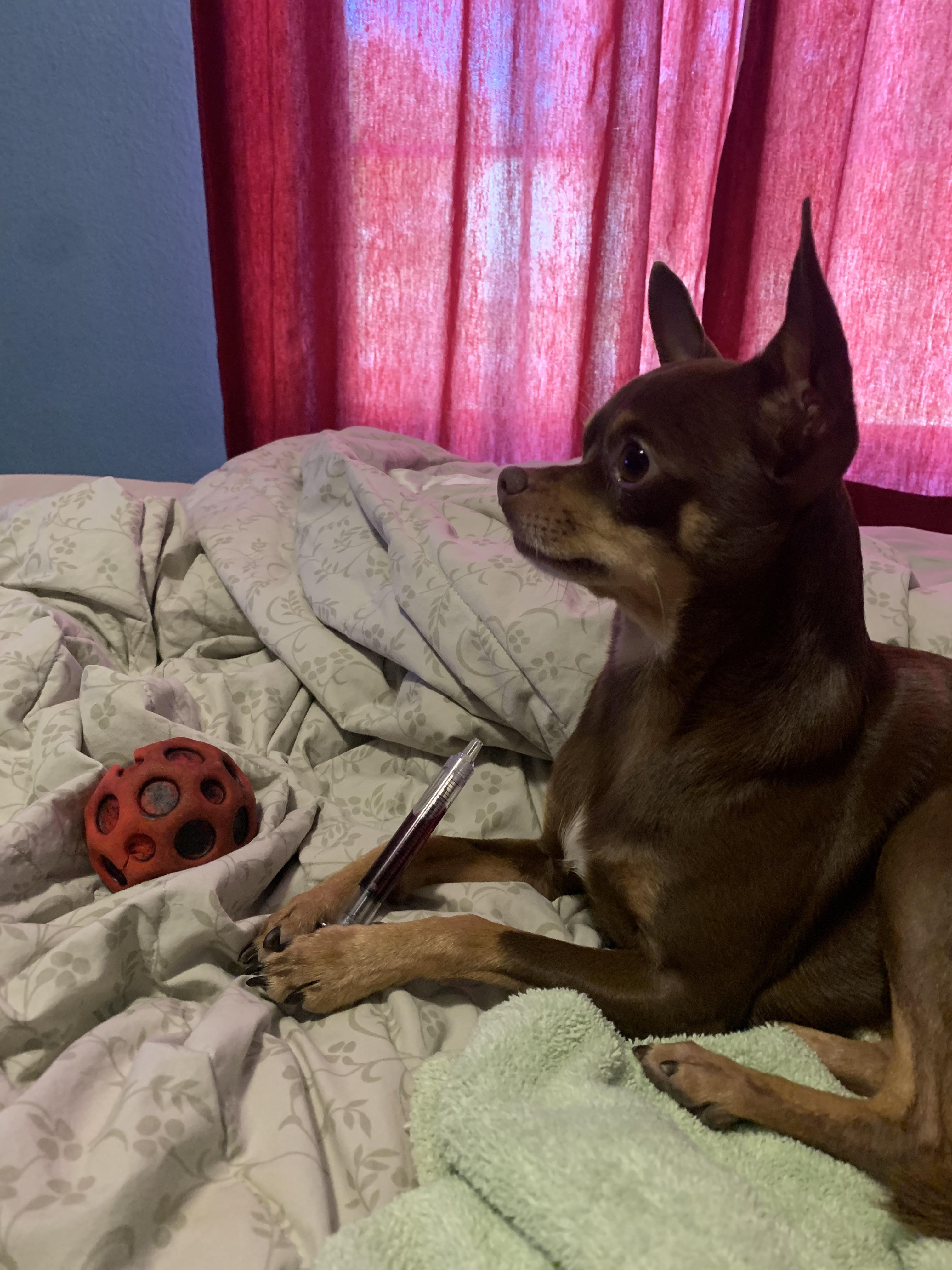 Surgeon doggo | Scrolller