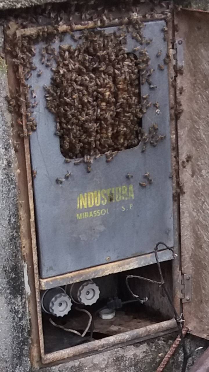 Surprise bee | Scrolller