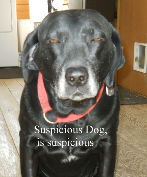 Suspicious | Scrolller