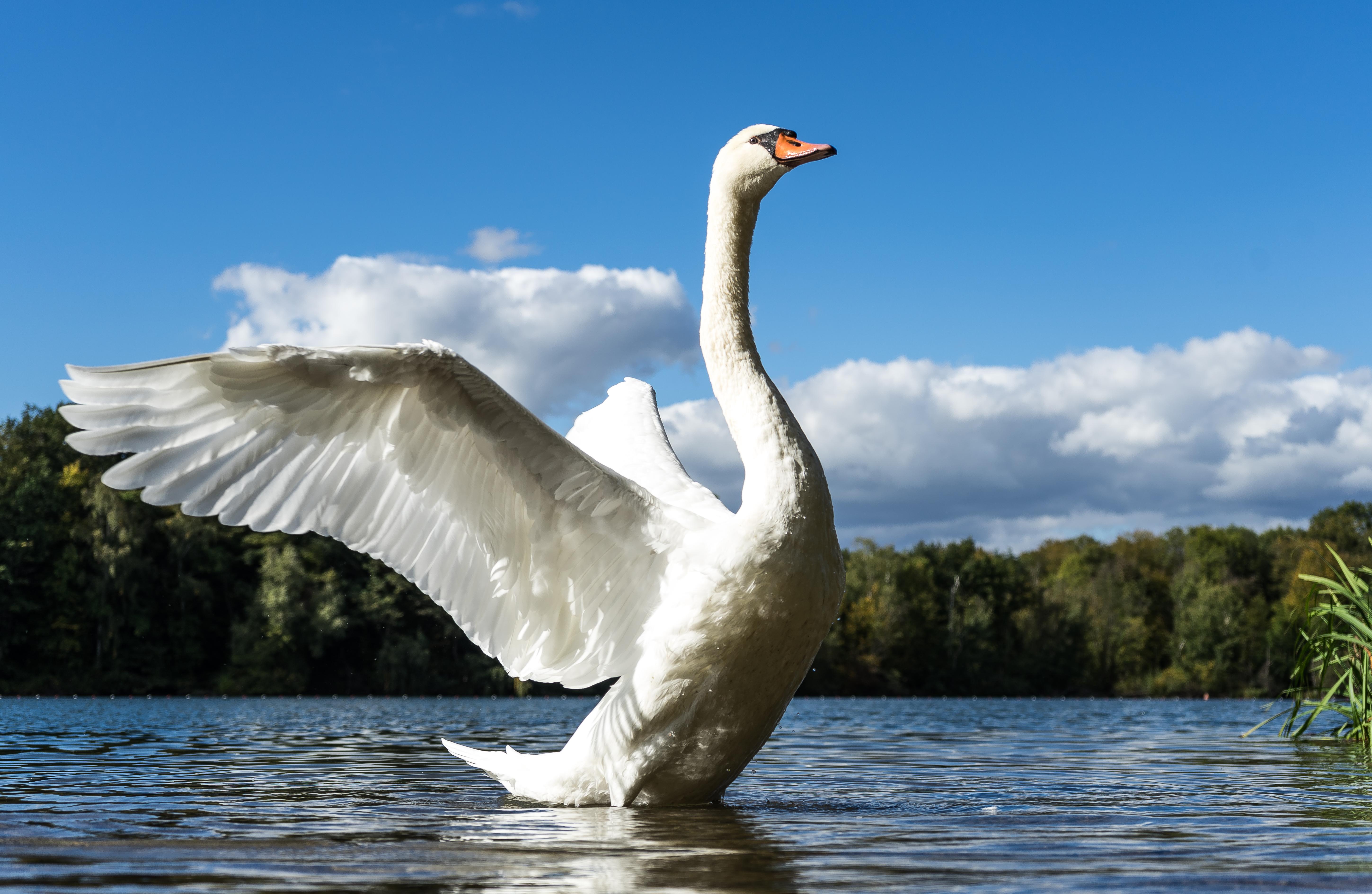 Swan. Shot with 70mm on Full Frame | Scrolller