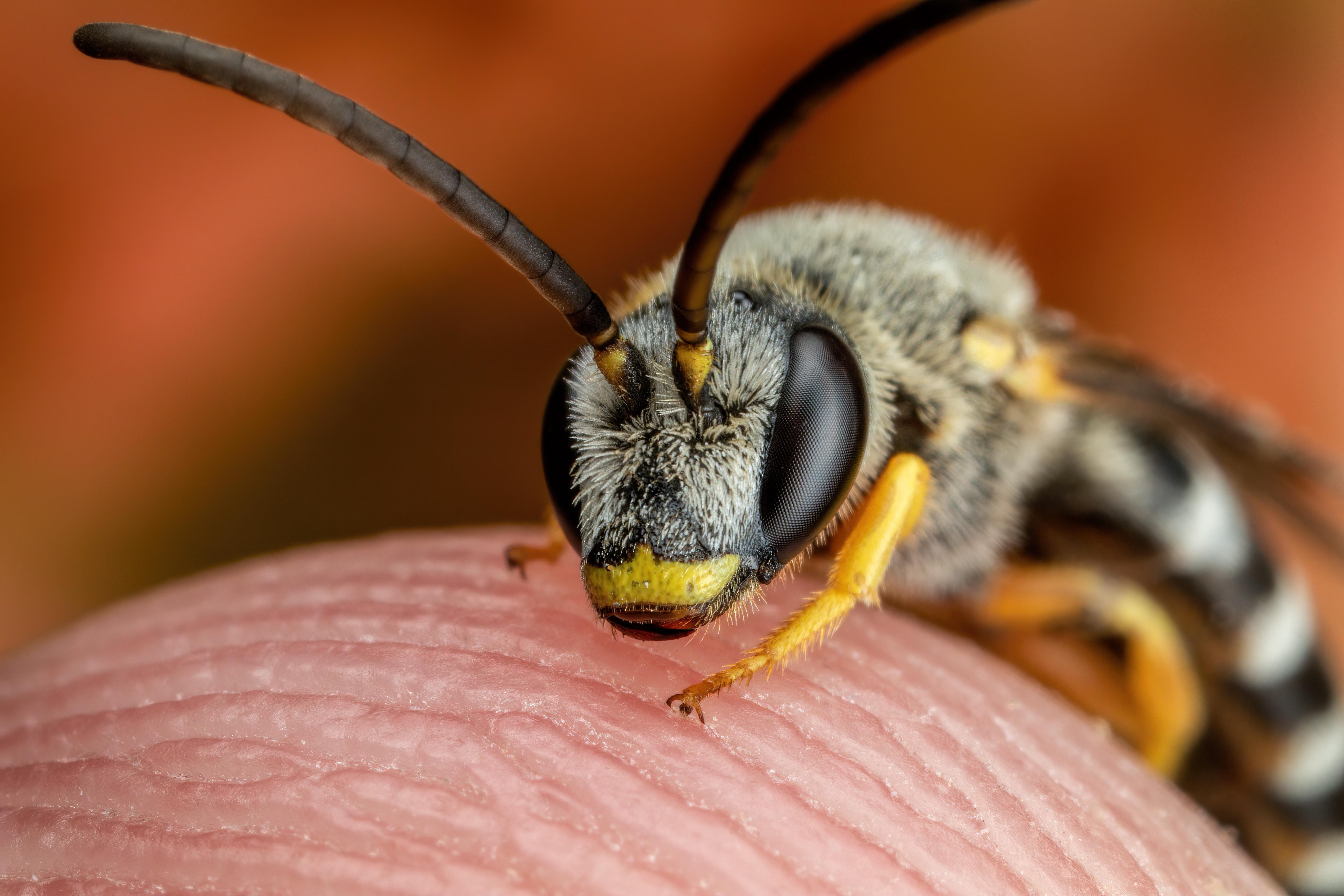 Sweat Bee on my Finger | Scrolller