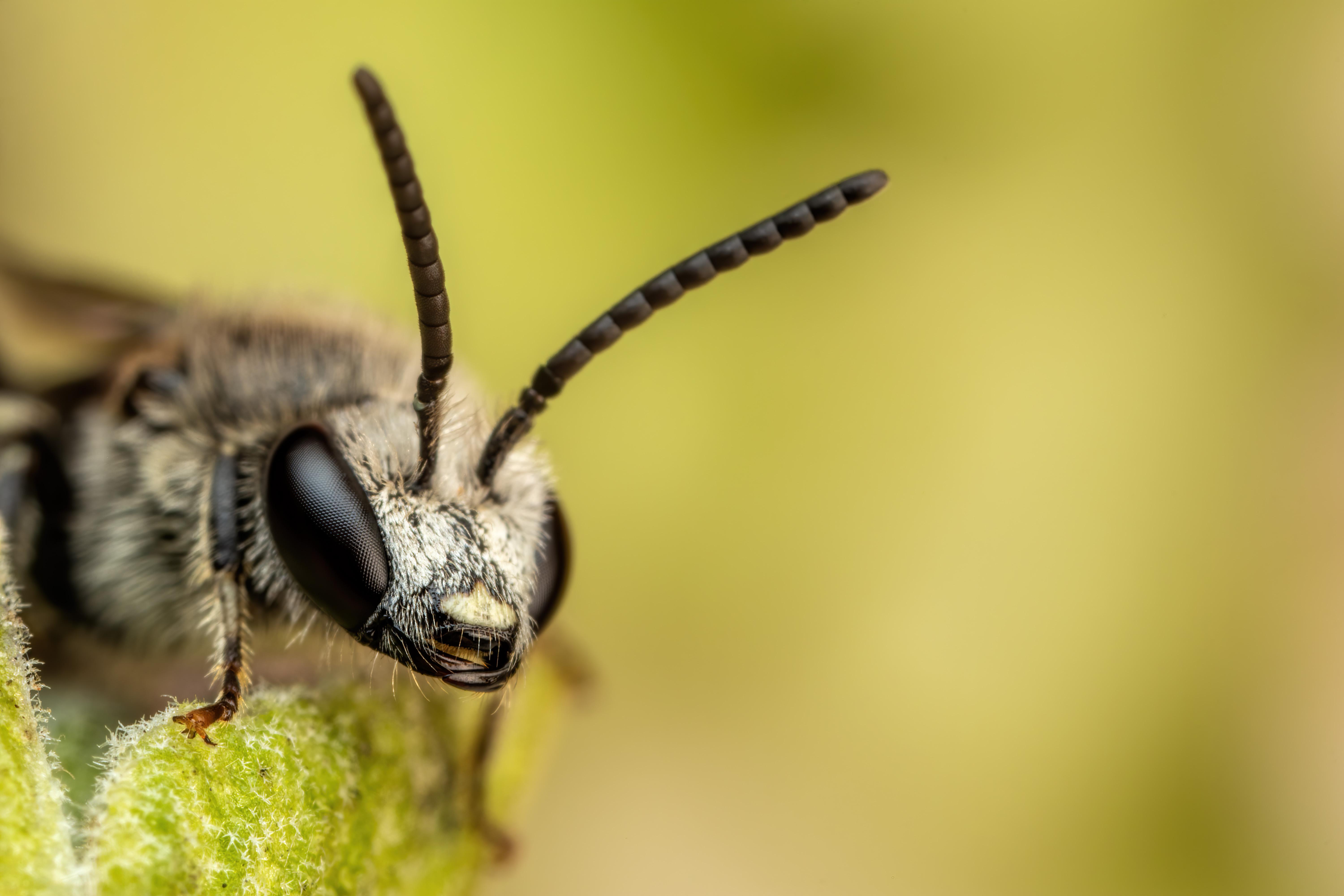 Sweat Bee V [6000x4000] [OC] | Scrolller