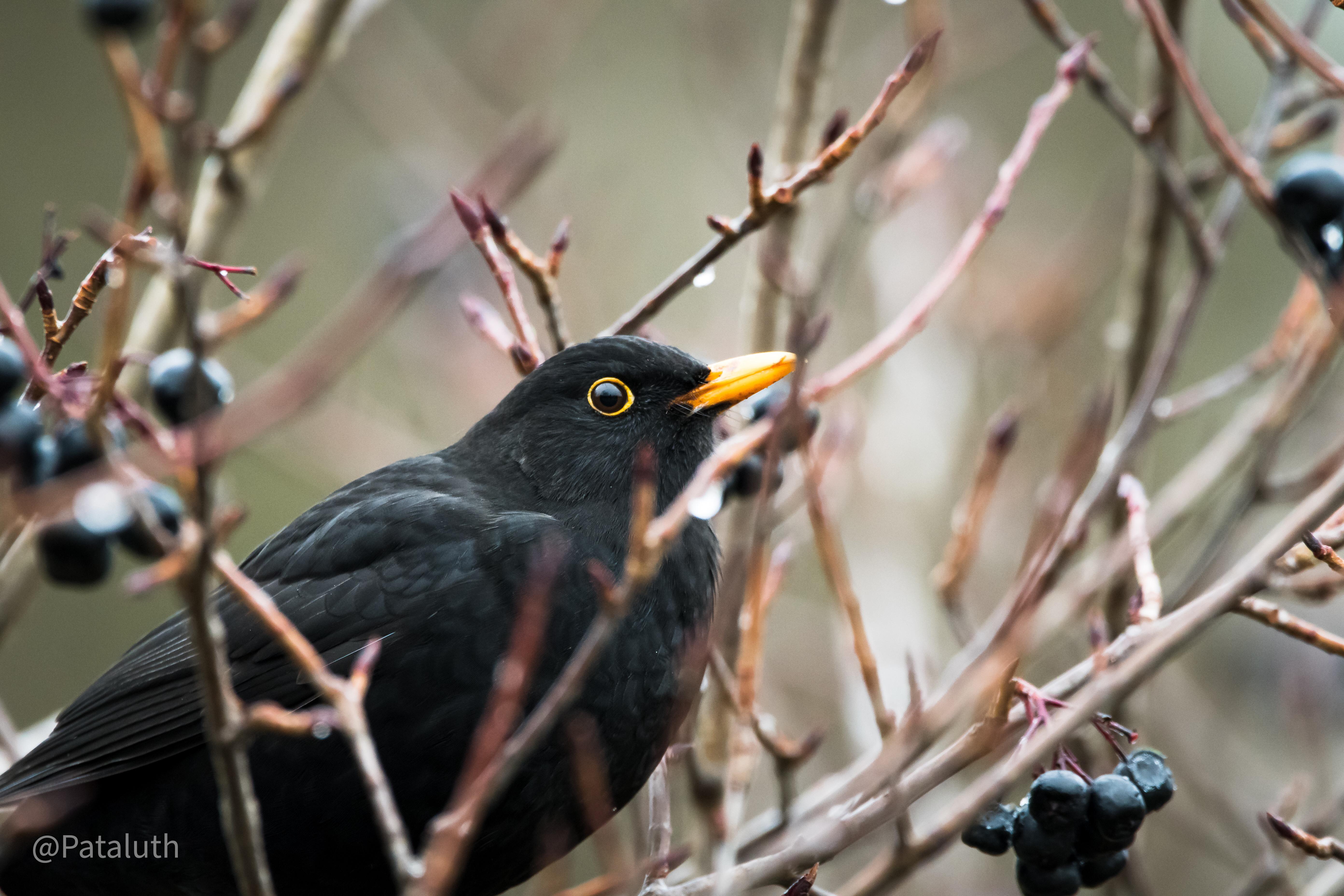 Sweden’s national bird. The Common Blackbird | Scrolller