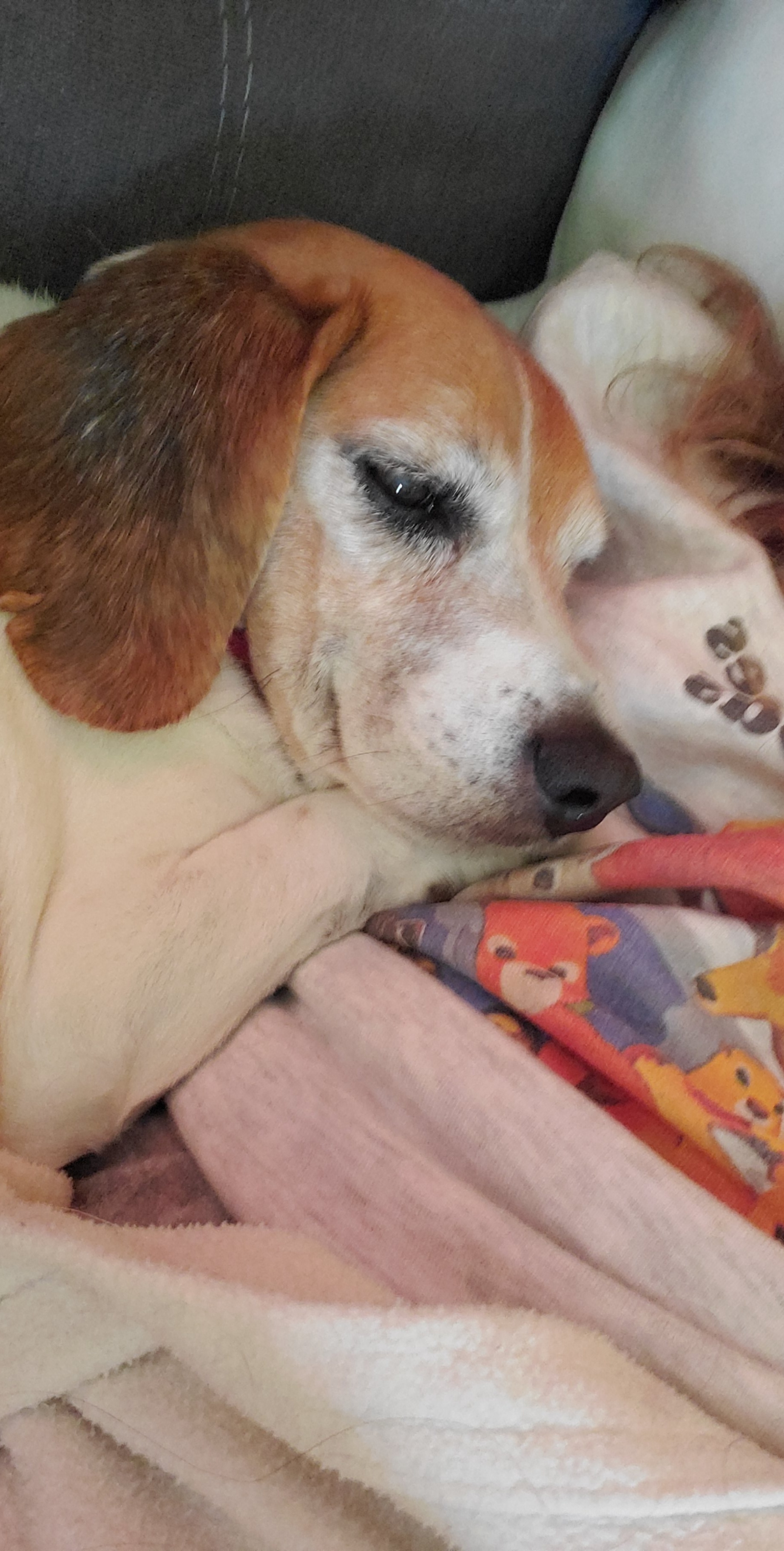 Sweet cuddler | Scrolller