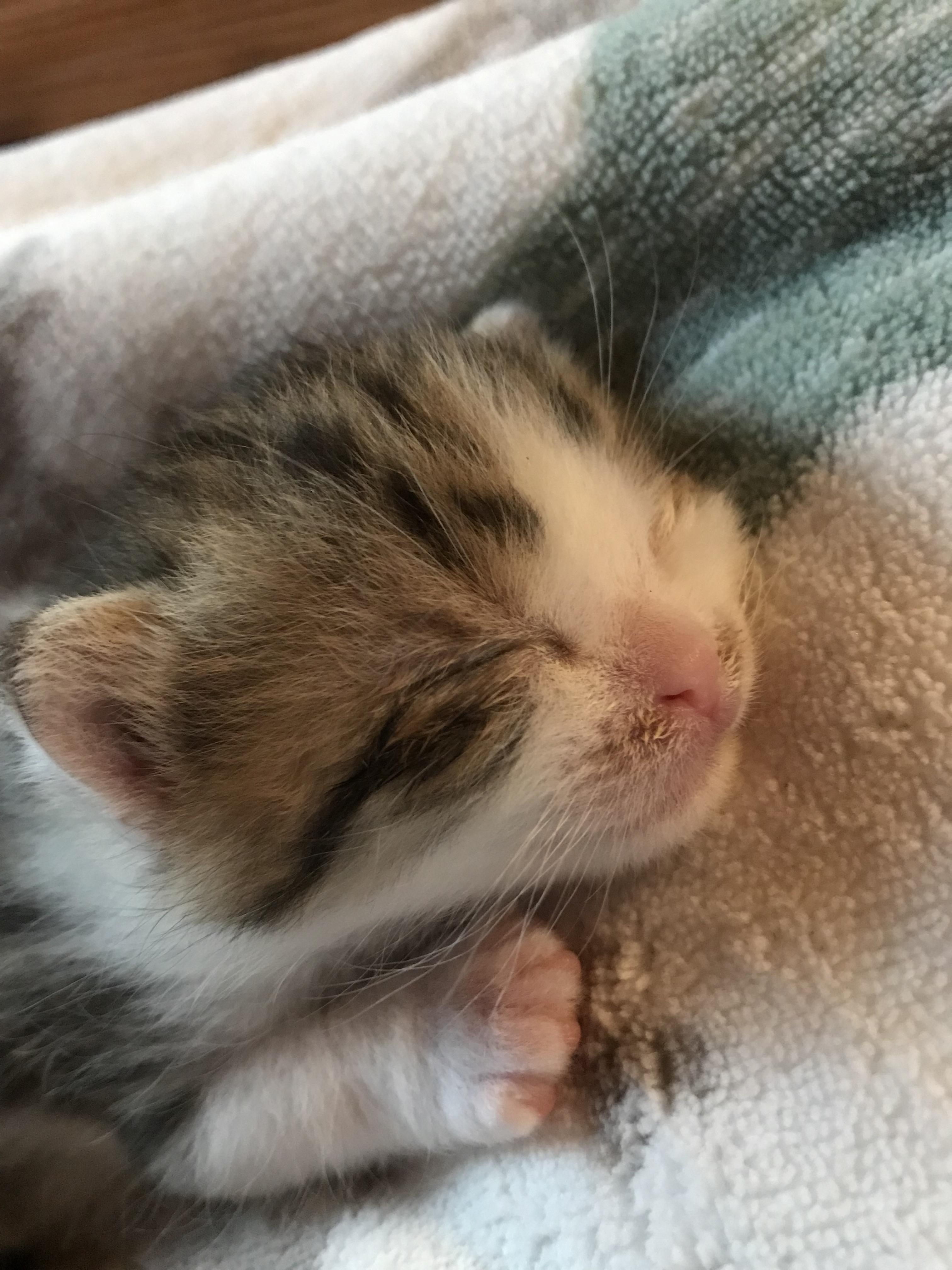 Sweet dreams | Scrolller