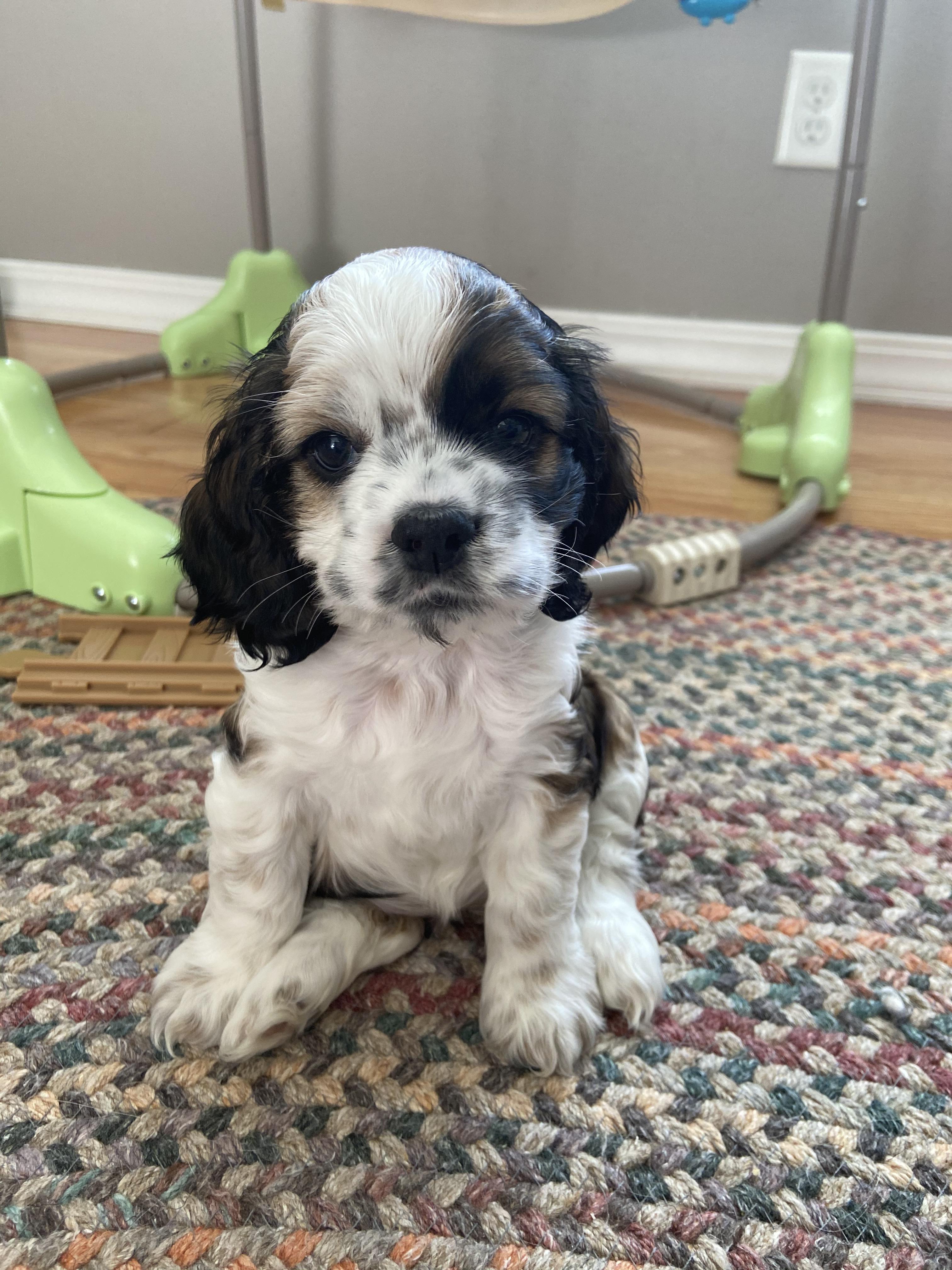 Sweet Penny Scrolller