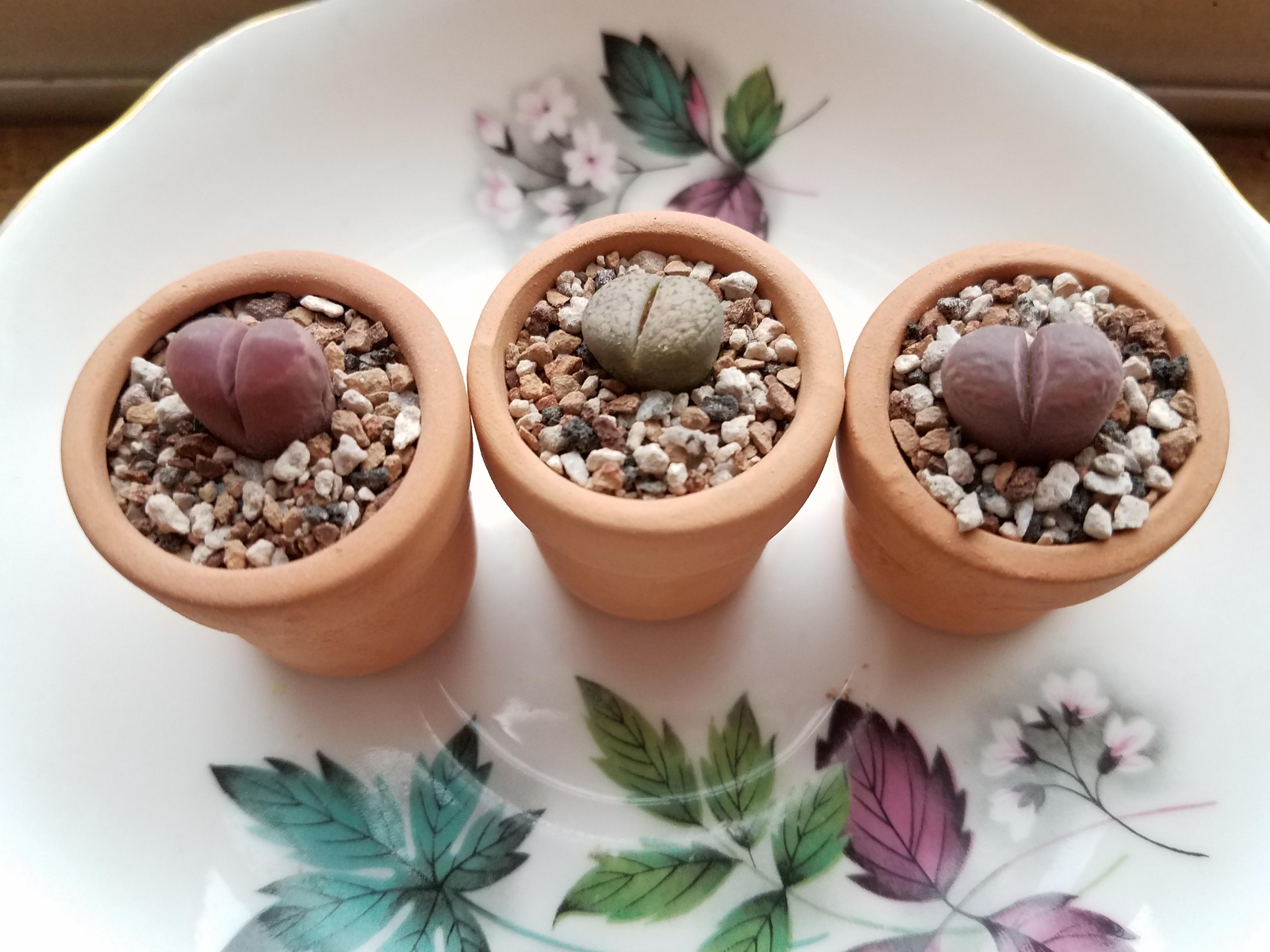 Sweet precious babies | Scrolller