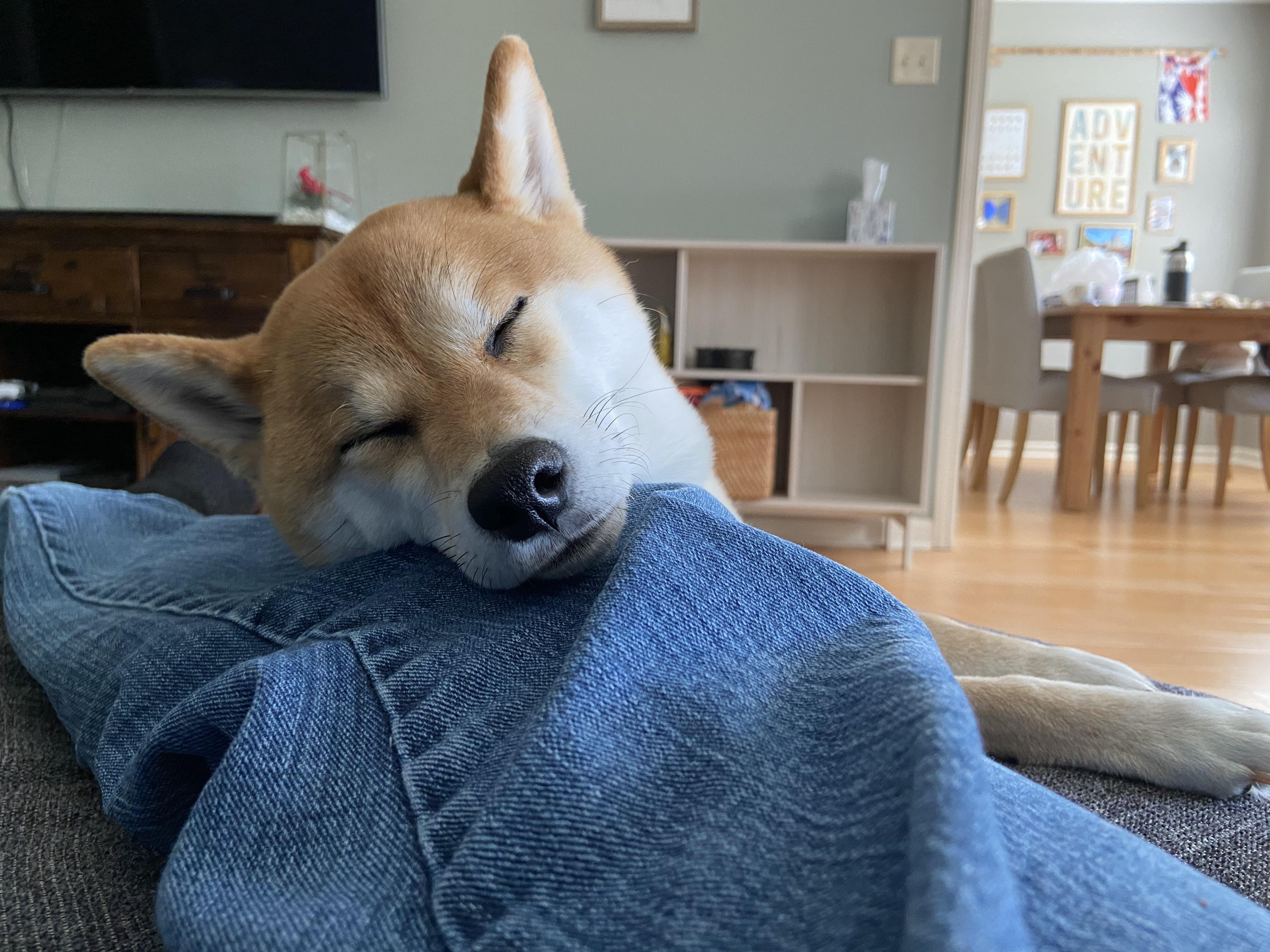 Sweet Shiba Dreams | Scrolller