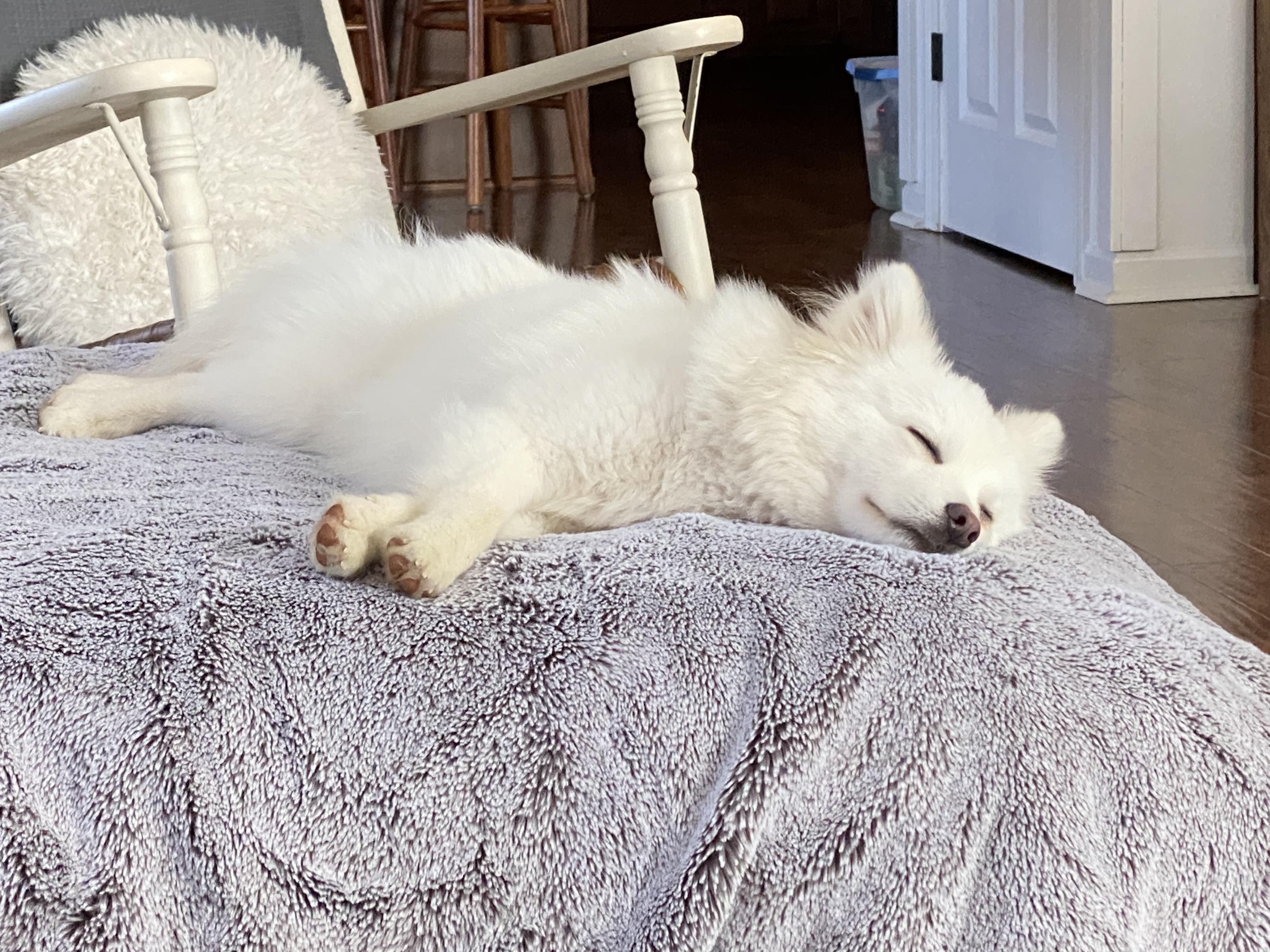 Sweet Yeti. My 8month old pocket pomsky. Almost 8 lbs. | Scrolller