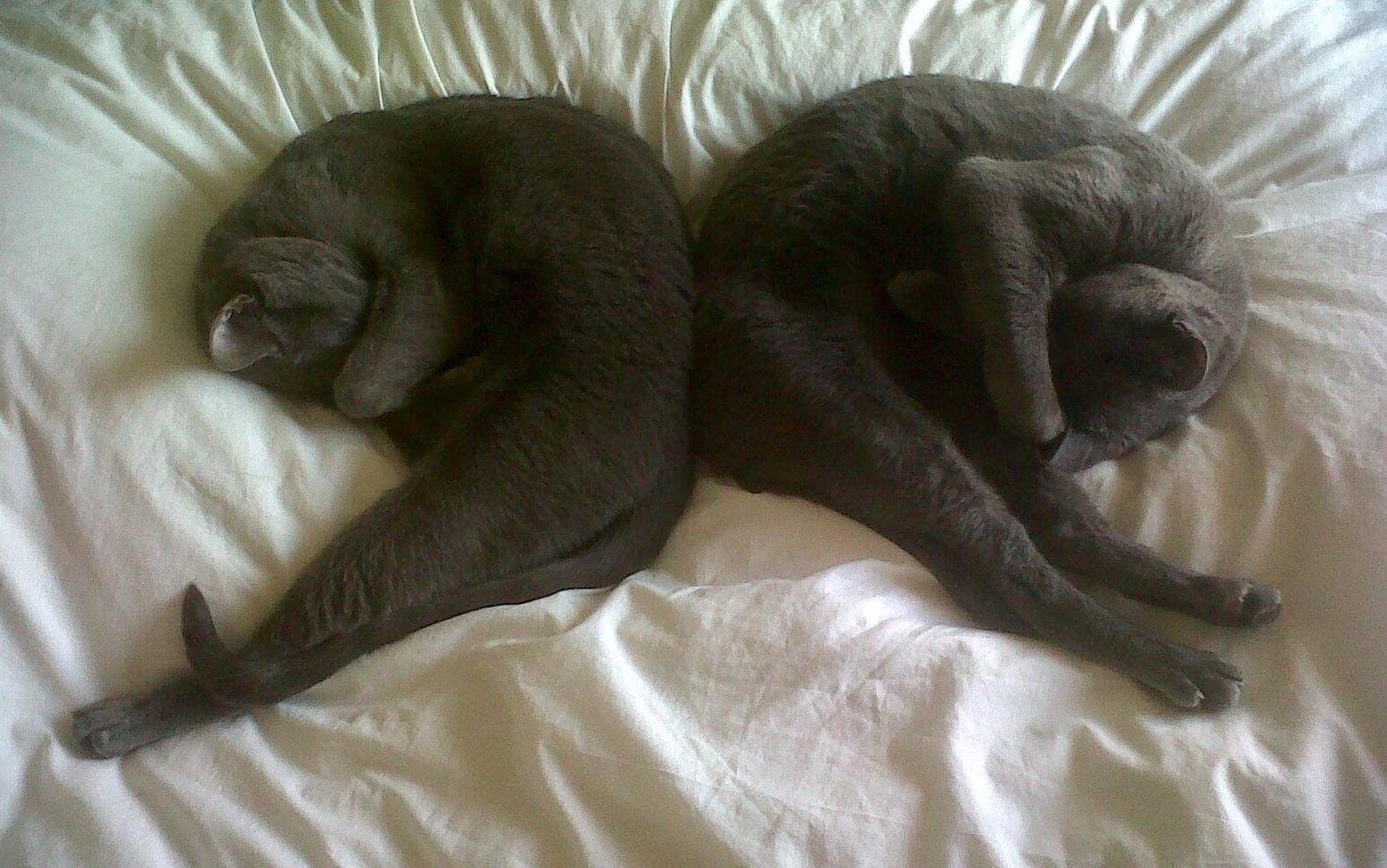 Synchronised sleeping. | Scrolller