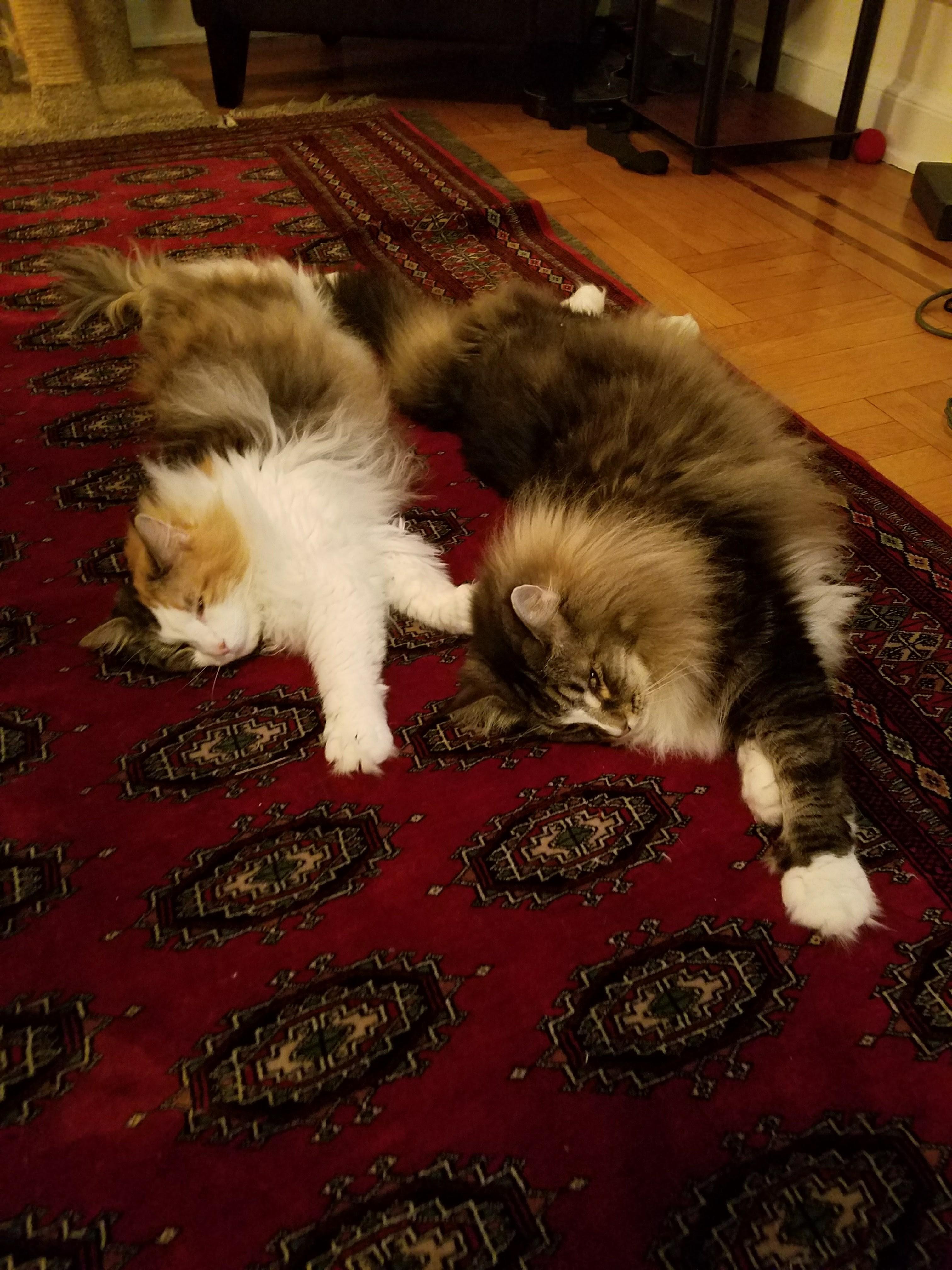 Synchronized Lounging | Scrolller