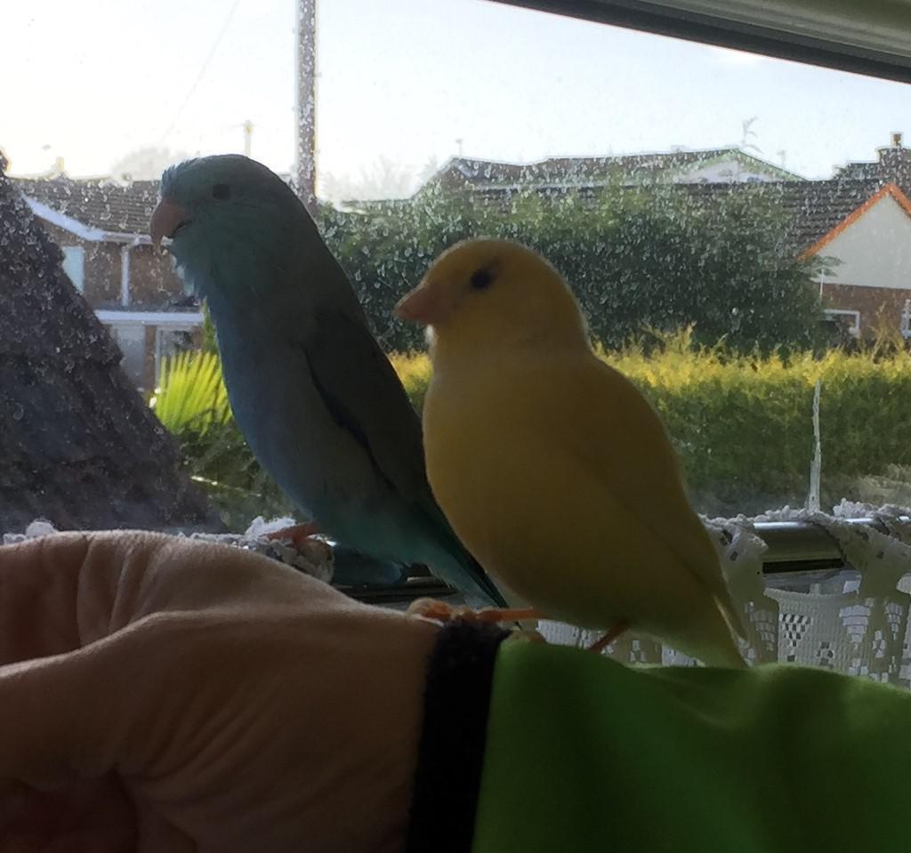 synchronizedbirbs | Scrolller