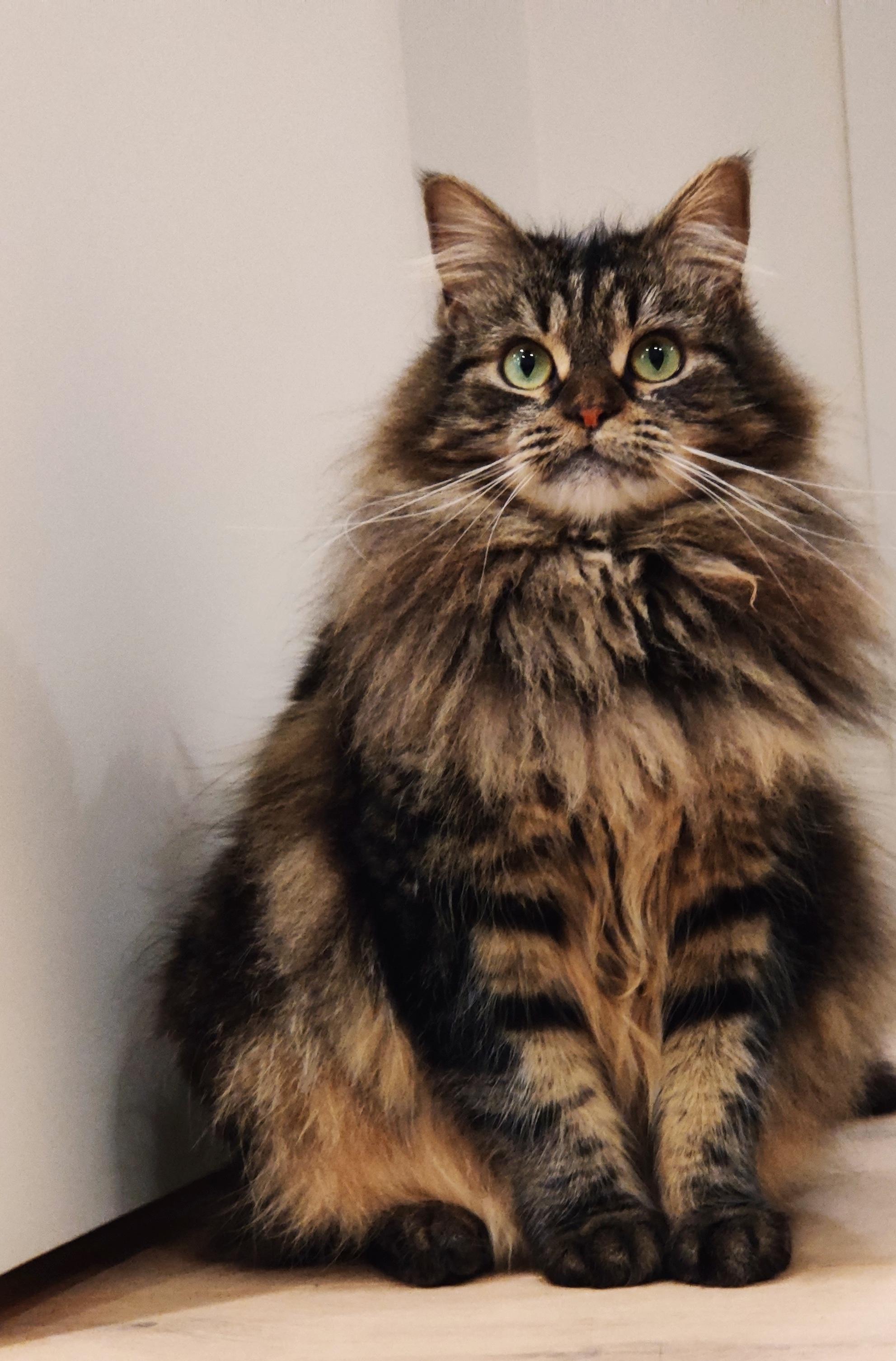 Taco gets fluffier and fluffier | Scrolller